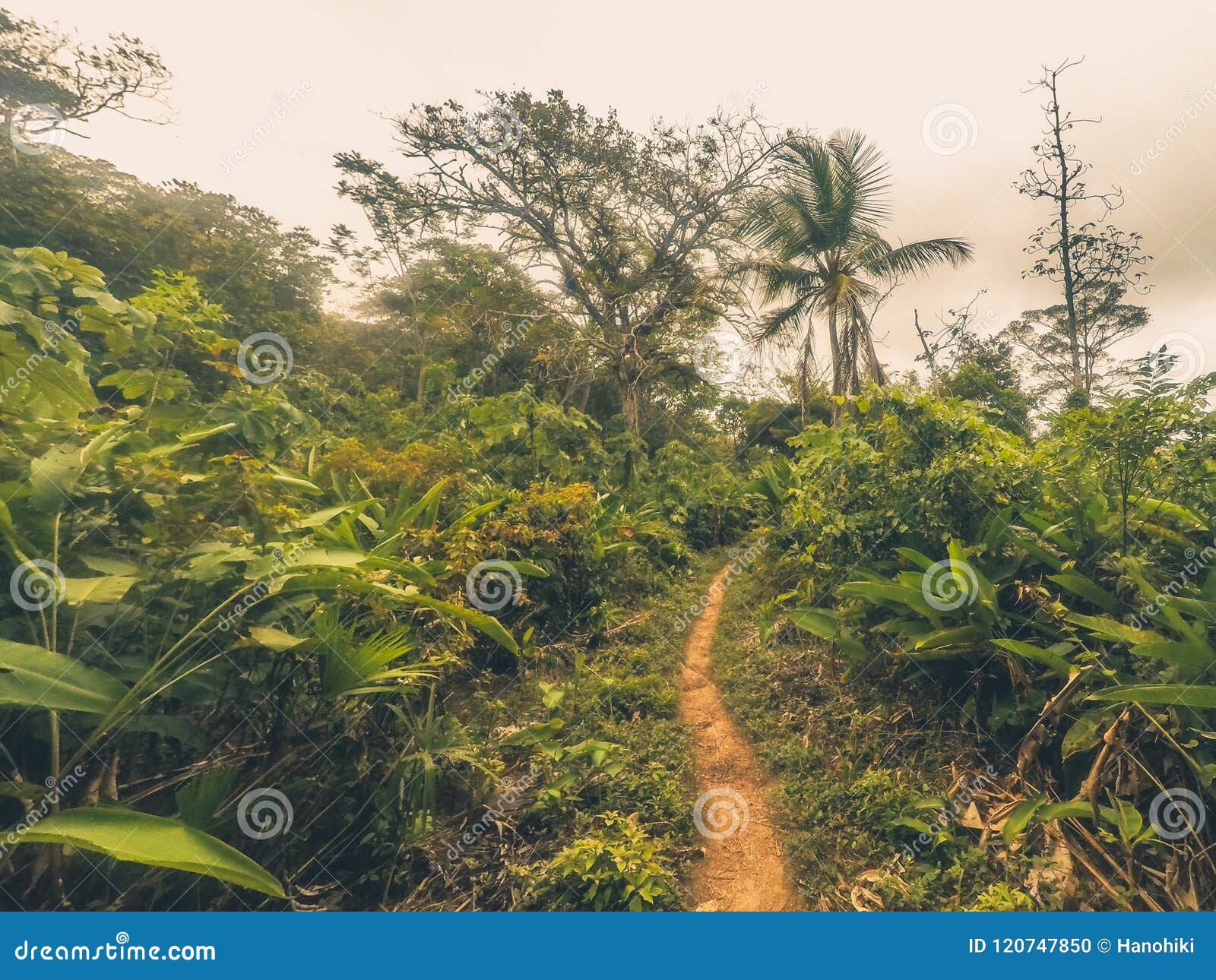 Footpath Inside Jungle / Dirt Trail in Forest Landscape Stock Photo ...