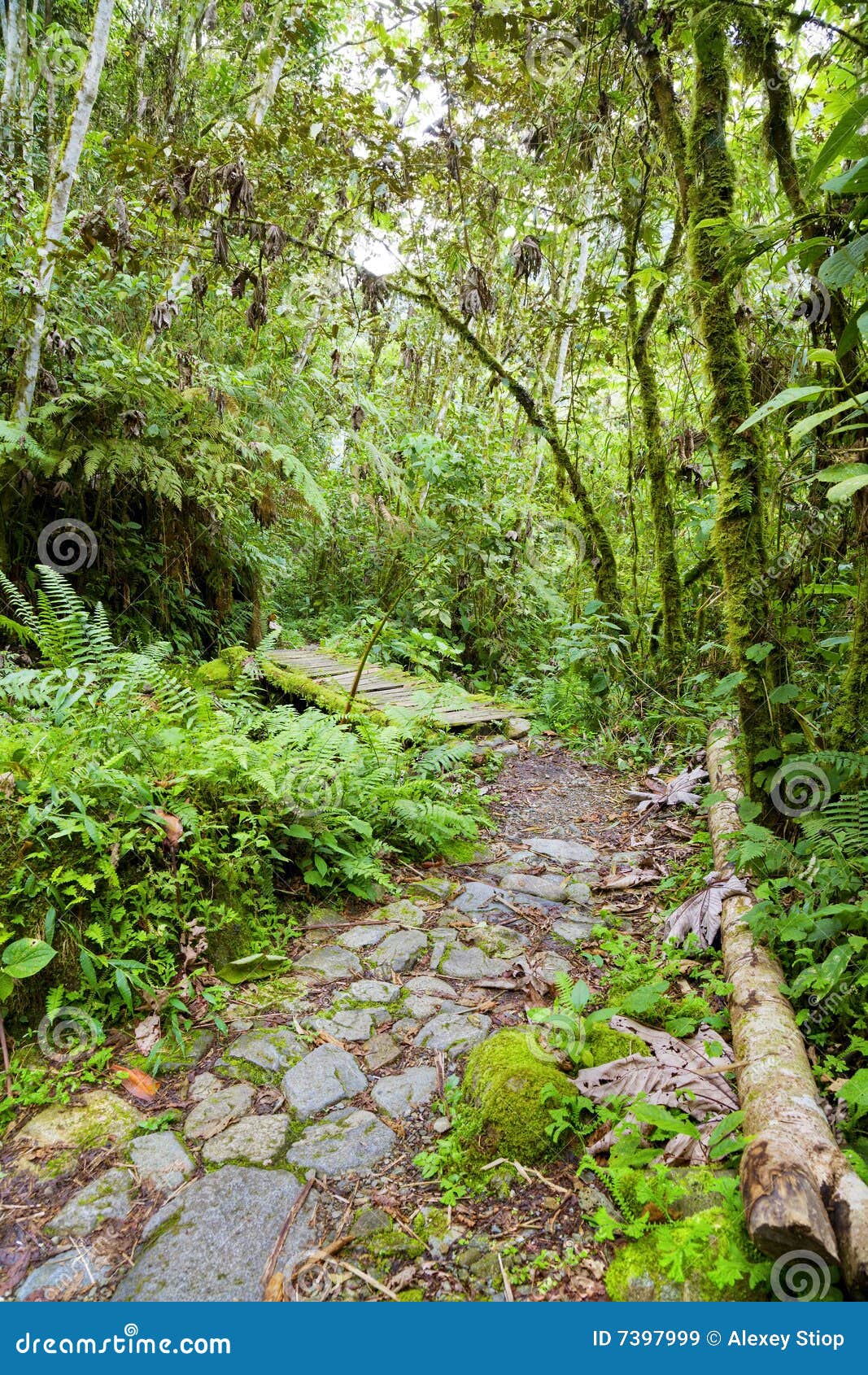 Footpath in the jungle stock image. Image of plants, tourism - 7397999