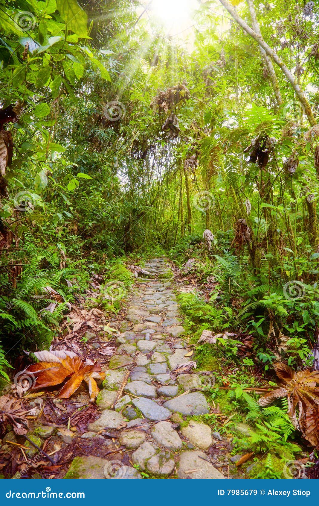 Footpath in the jungle stock image. Image of path, manu - 7985679