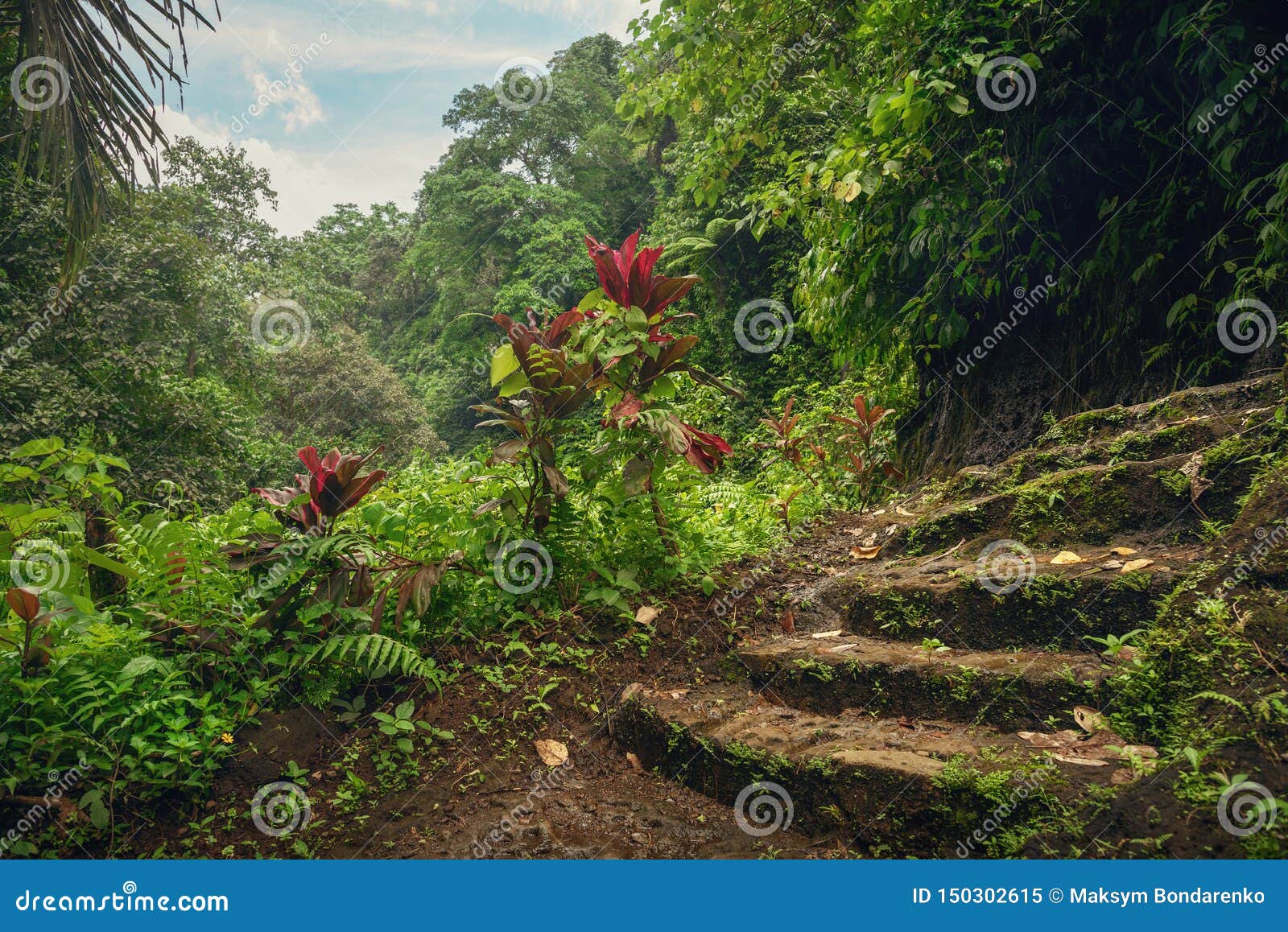 Footpath in the Jungle. Bali Trip. Stone Steps. Panorama. Stock Image ...