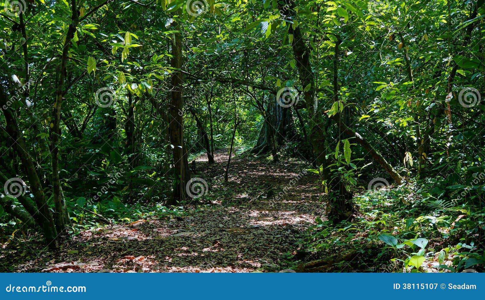 Footpath into the Jungle with Dense Vegetation Stock Image - Image of ...
