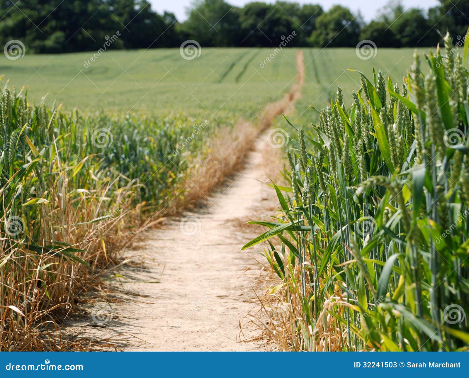 Footpath Leading through a Field of Wheat Stock Image - Image of ...