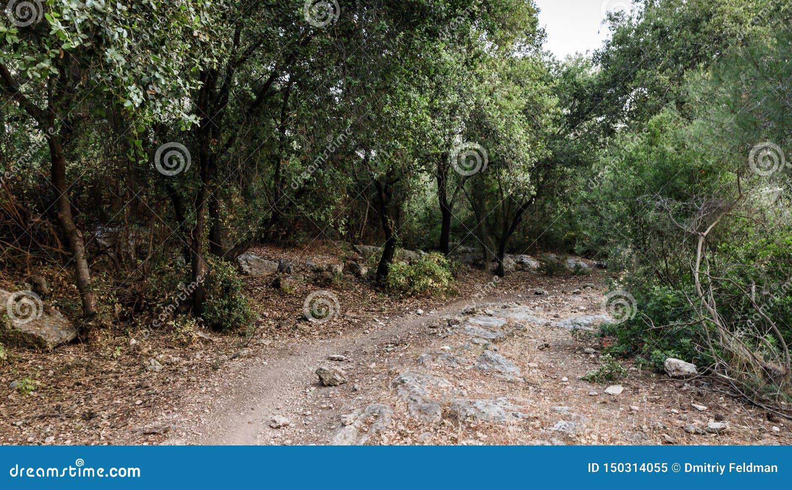 The Footpath Leading through the Hanita Forest in Northern Israel, in ...