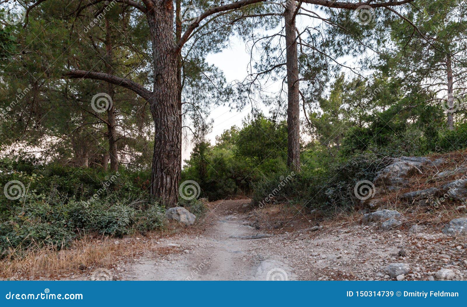 The Footpath Leading through the Hanita Forest in Northern Israel, in ...