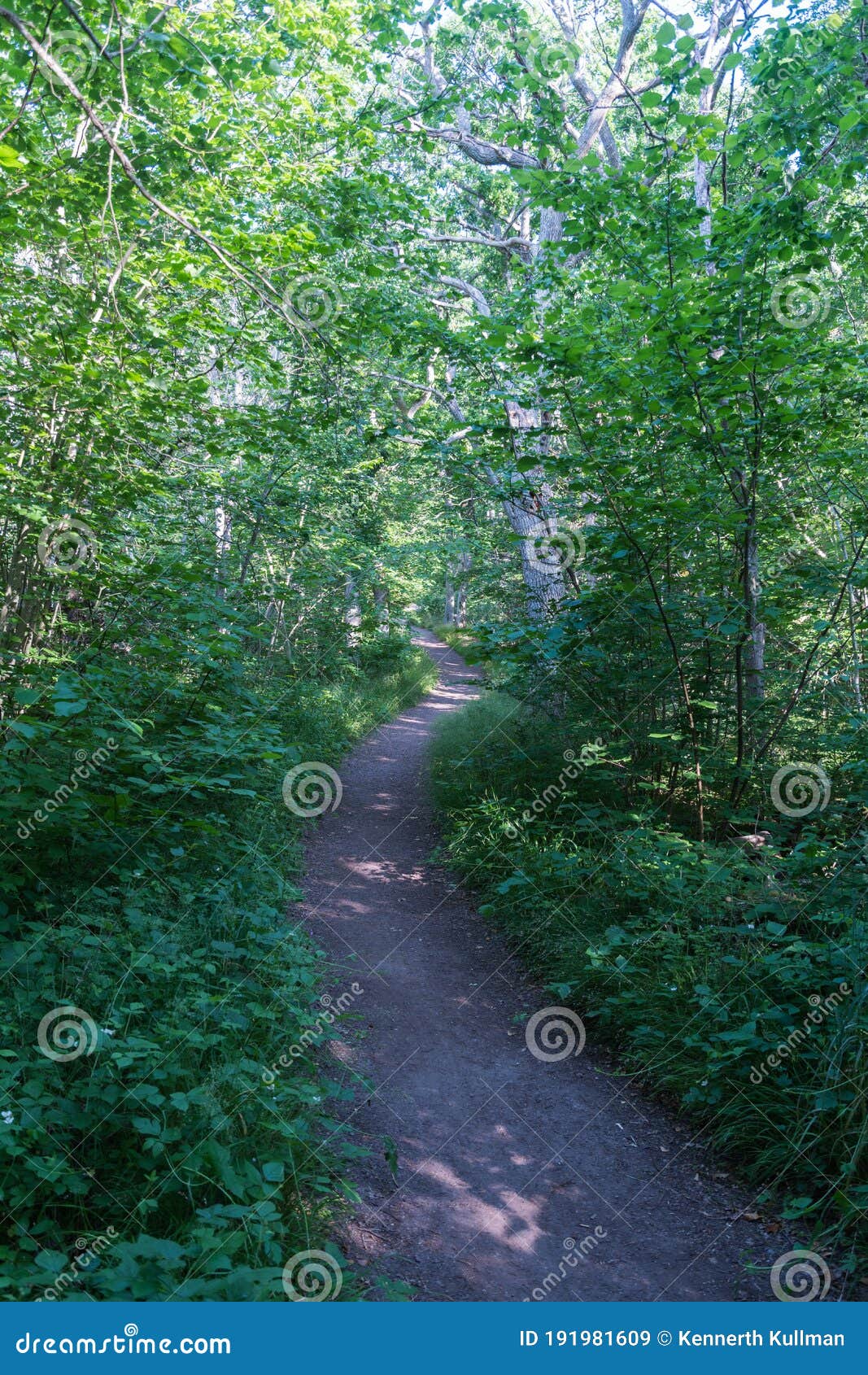Footpath through a Lush Greenery Stock Image - Image of summer, path ...