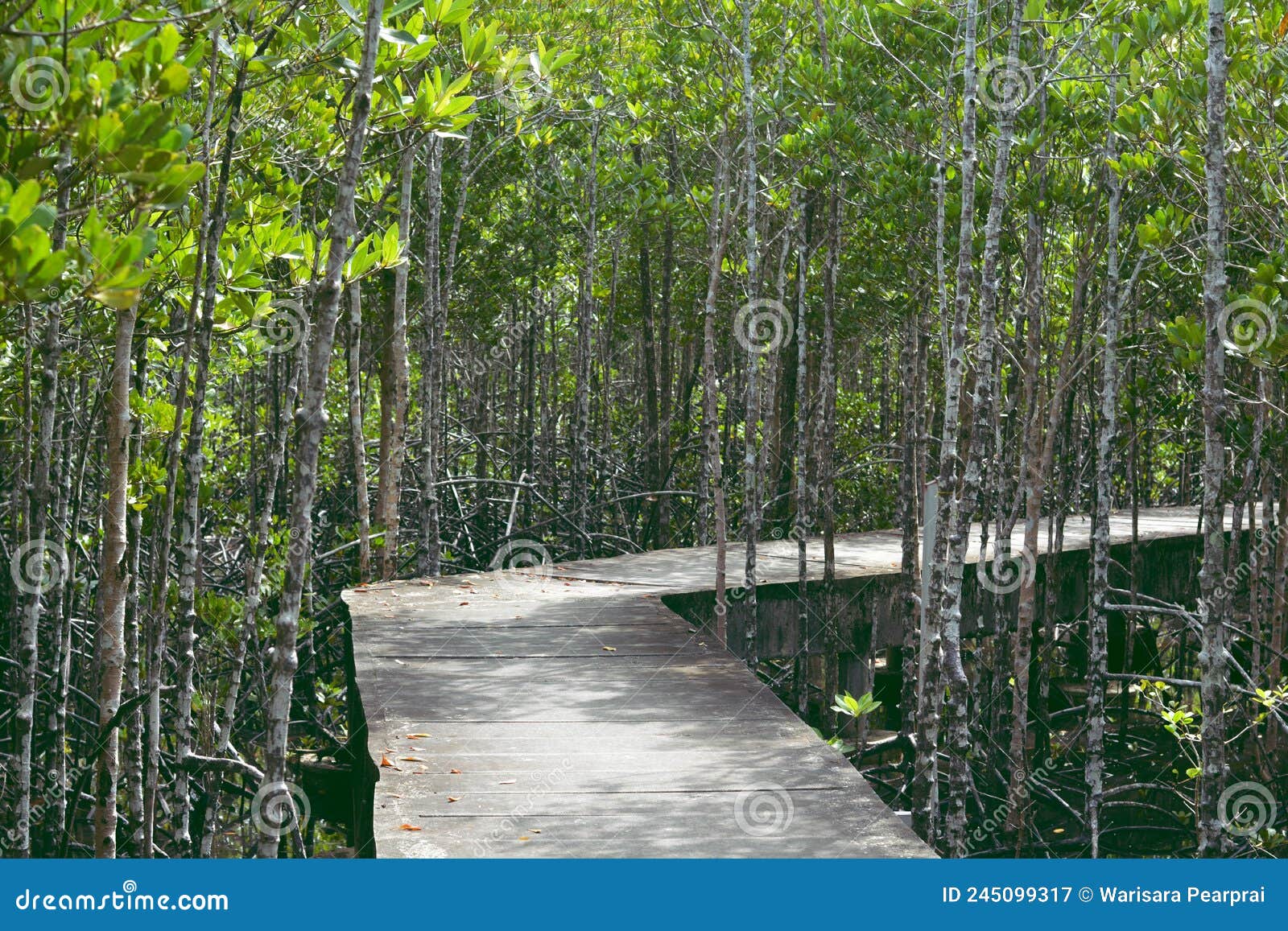 The Footpath Mangroves Forest. Path in Mangrove Forest Trat, Thailand ...