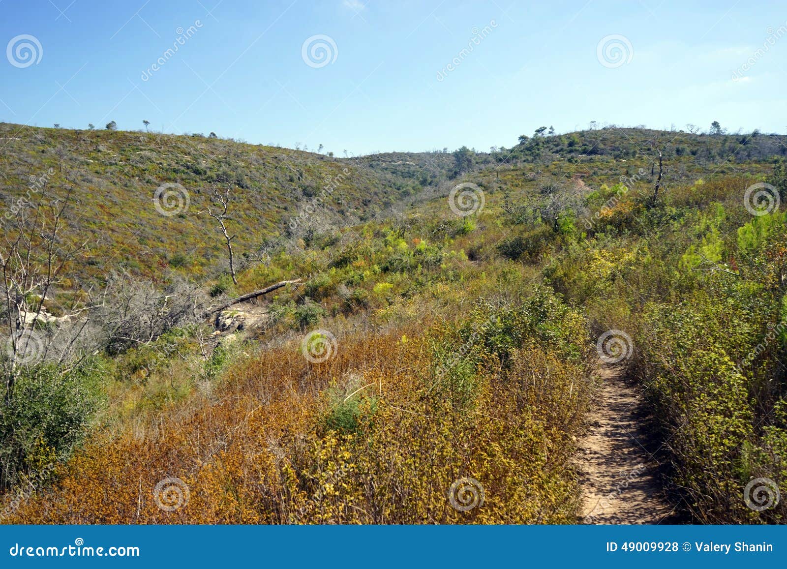 Footpath stock photo. Image of tree, footpath, haifa - 49009928