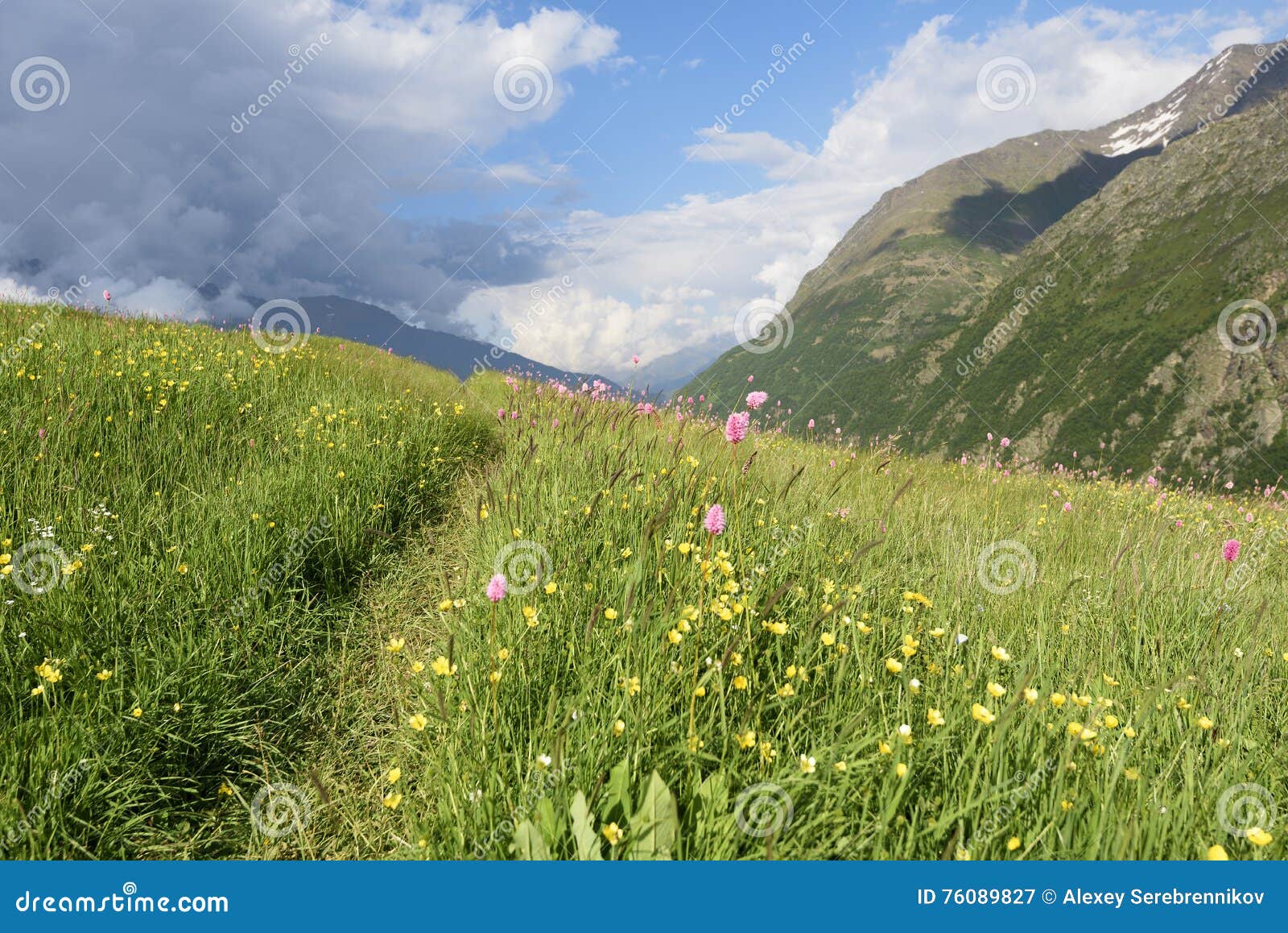 Footpath through Mountain Alpine Meadows Stock Image - Image of ...