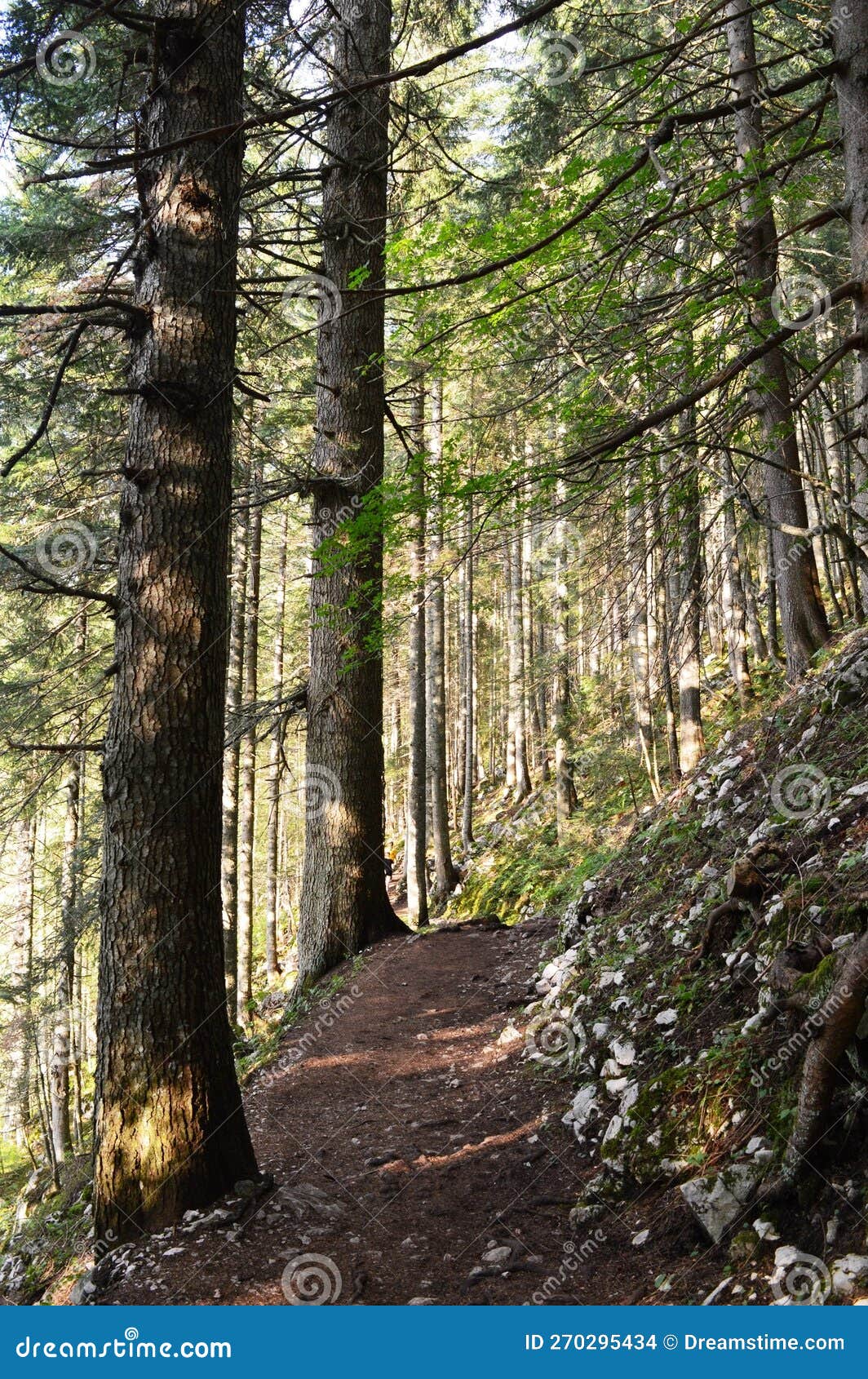 Footpath in the Mountain among the Trees Stock Photo - Image of ...