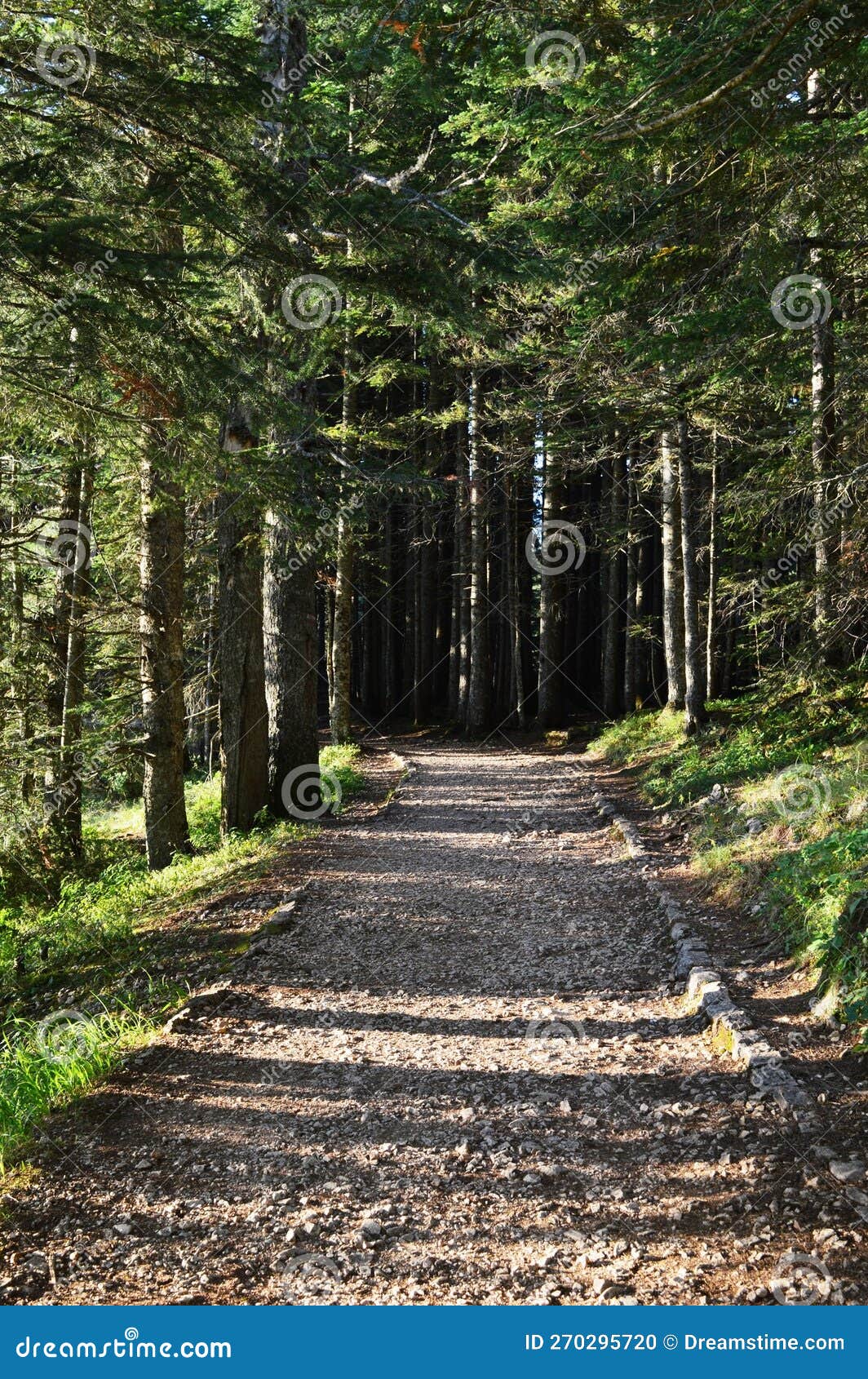 Footpath in the Mountain among the Trees Stock Photo - Image of tree ...