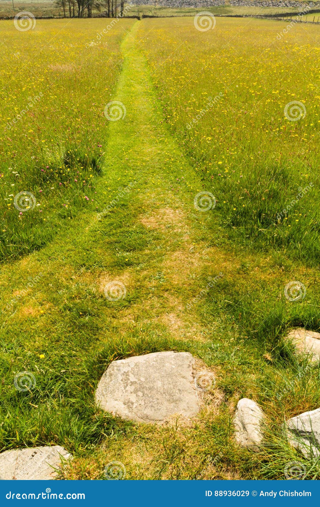 Footpath, Mown Across Meadow. Stock Image - Image of rural, outdoor ...