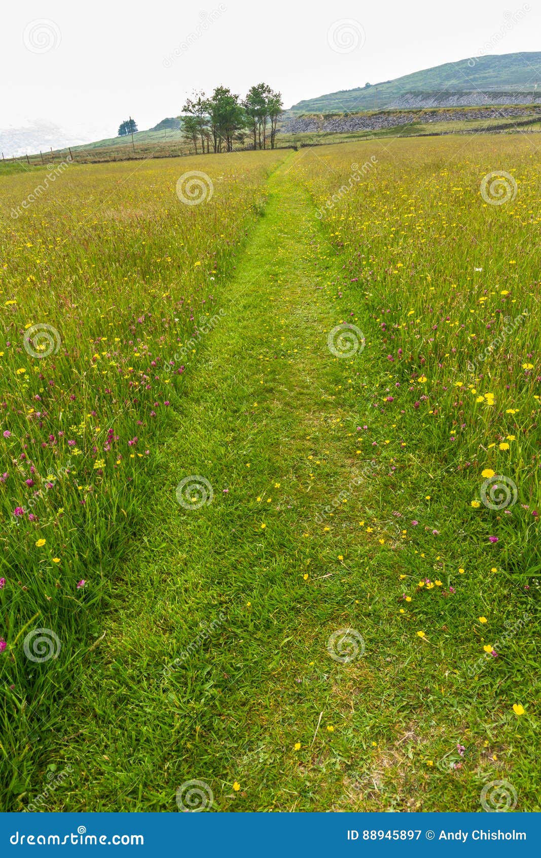 Footpath, Mown Across Meadow. Stock Image - Image of walk, pathway ...