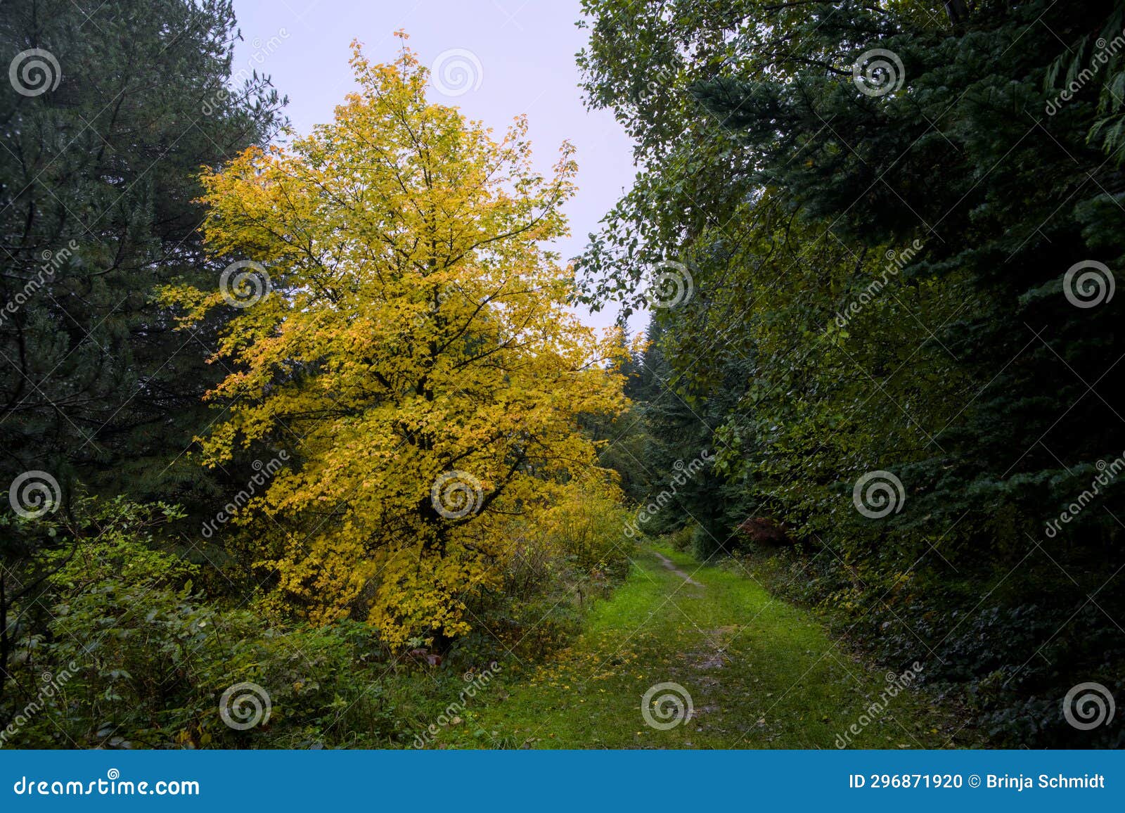 Footpath with Multicolored Foliage in a Forest in Autumn, with ...