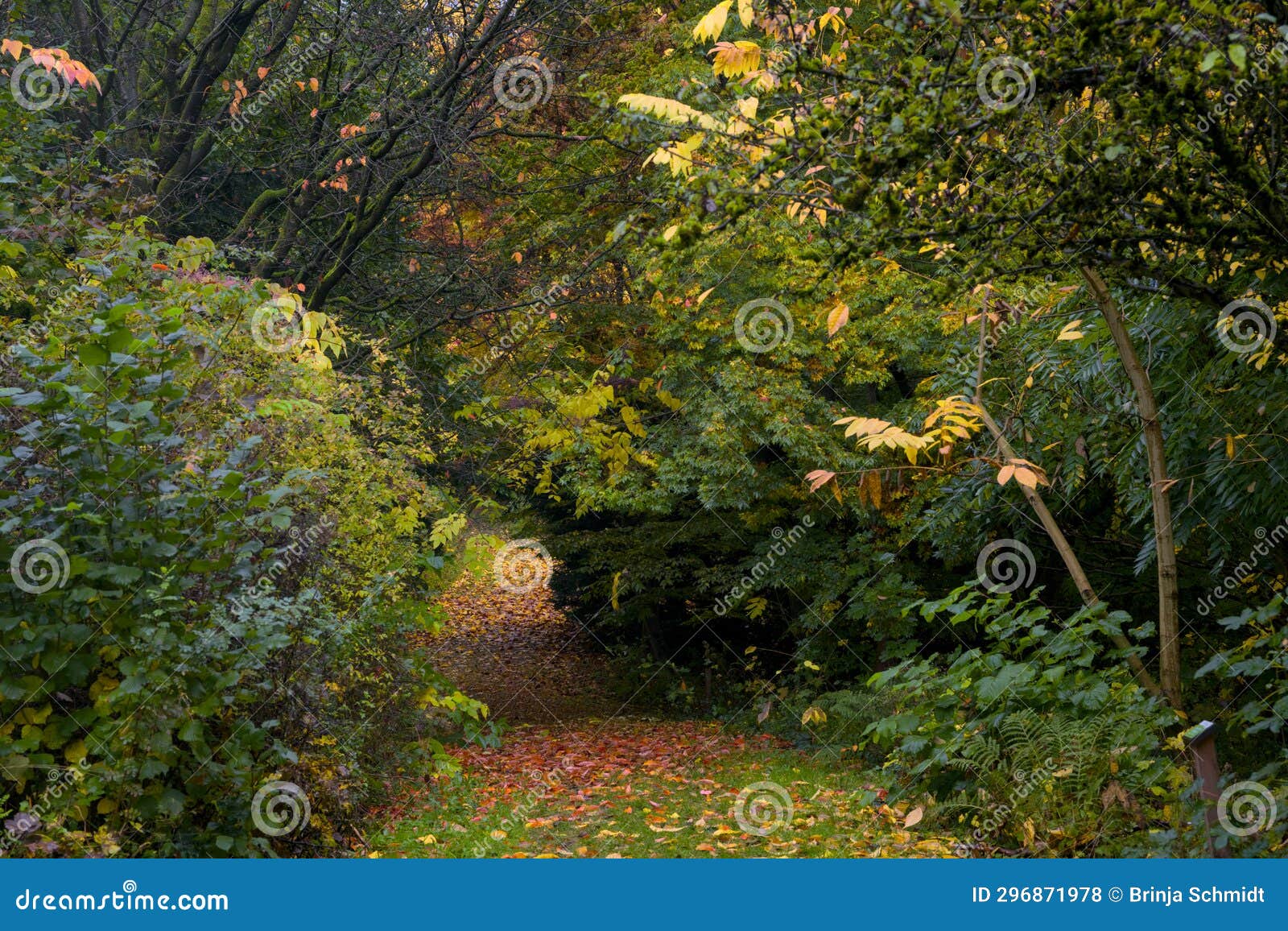 Footpath with Multicolored Foliage in a Forest in Autumn, with ...
