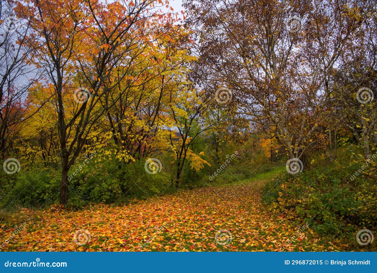 Footpath with Multicolored Foliage in a Forest in Autumn, with ...