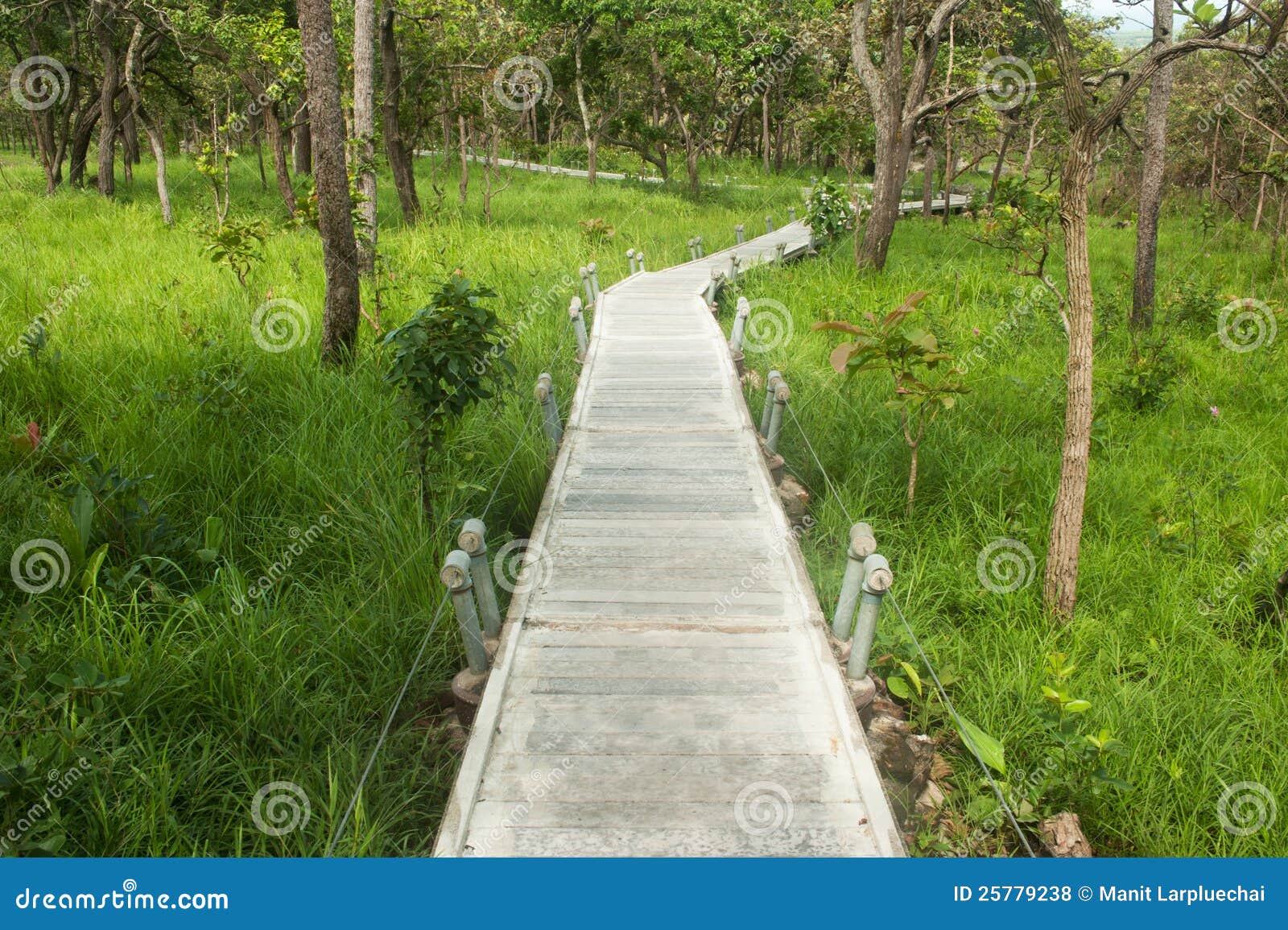 Footpath in National Park ,Northeast of Thailand. Stock Photo - Image ...