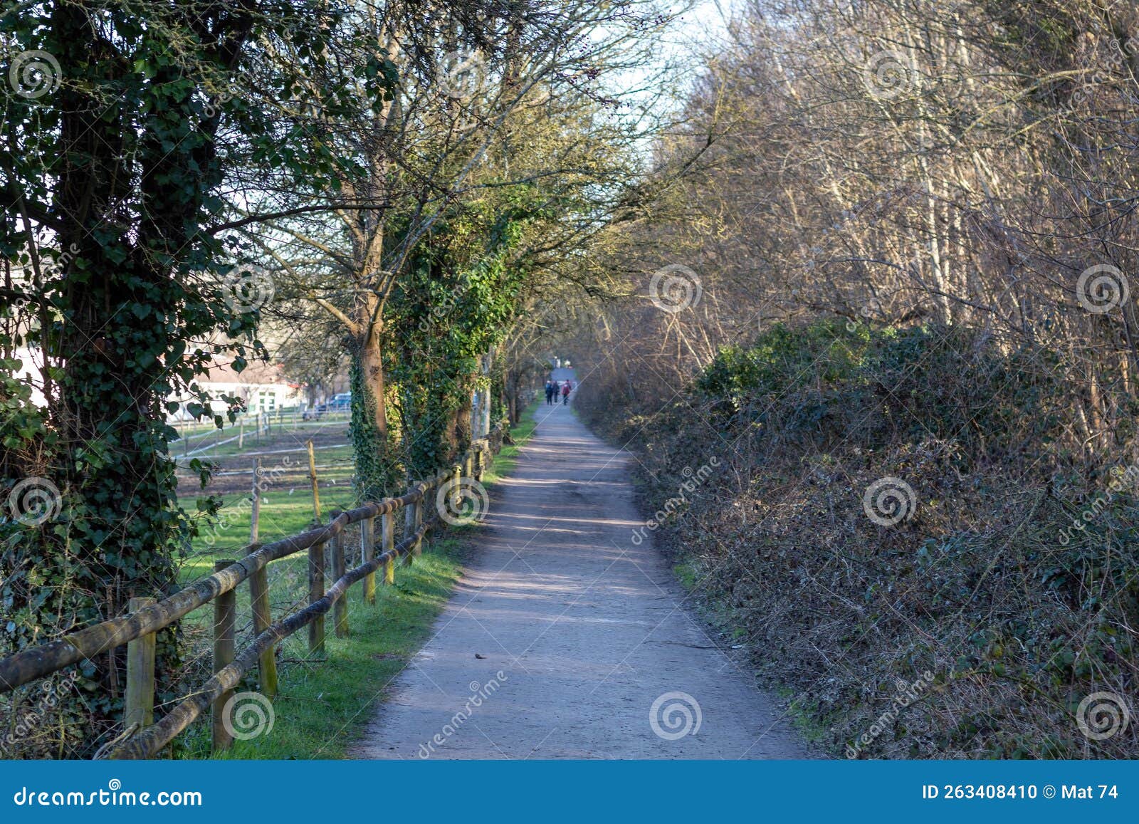 Footpath in the park stock photo. Image of road, outdoor - 263408410