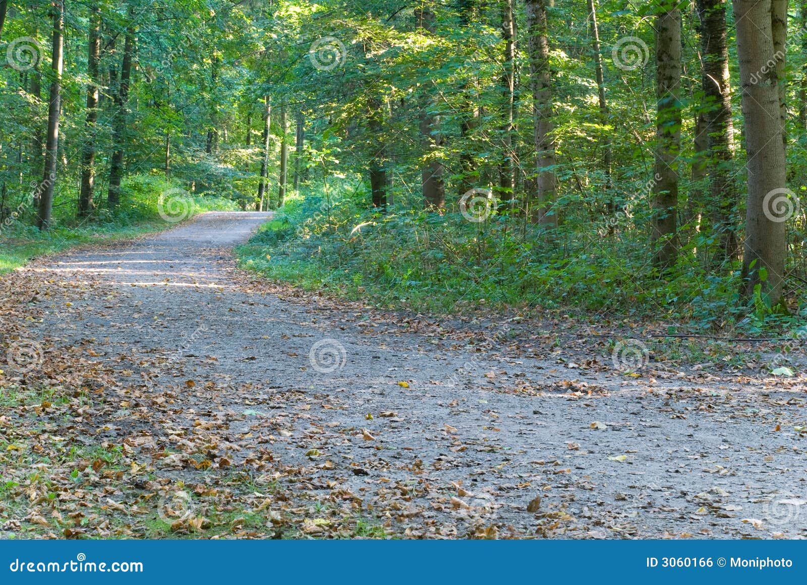 Footpath in the Park/forest Stock Photo - Image of passage, bush: 3060166