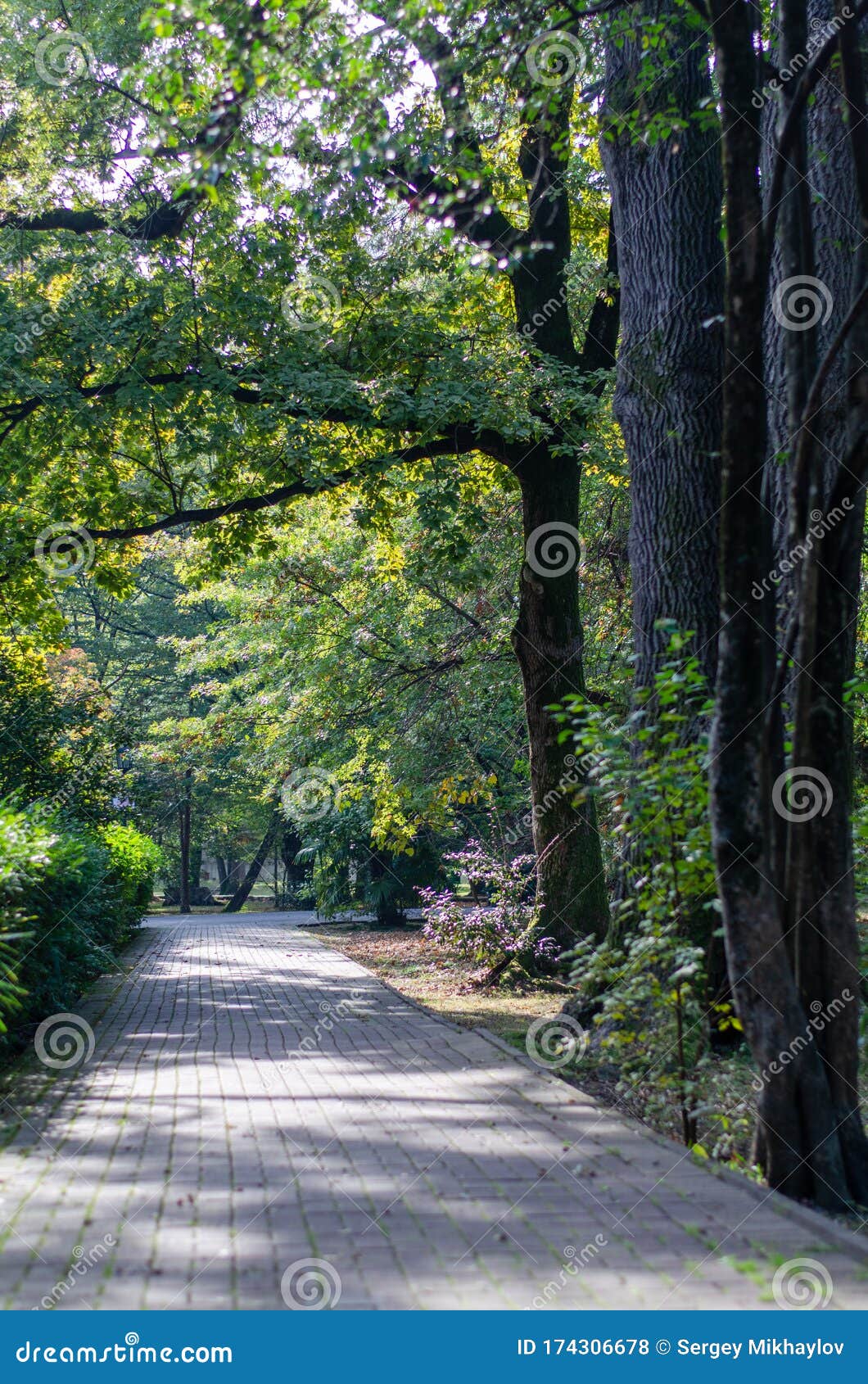 Footpath in the Park. Side View. Vertical Frame Stock Photo - Image of ...