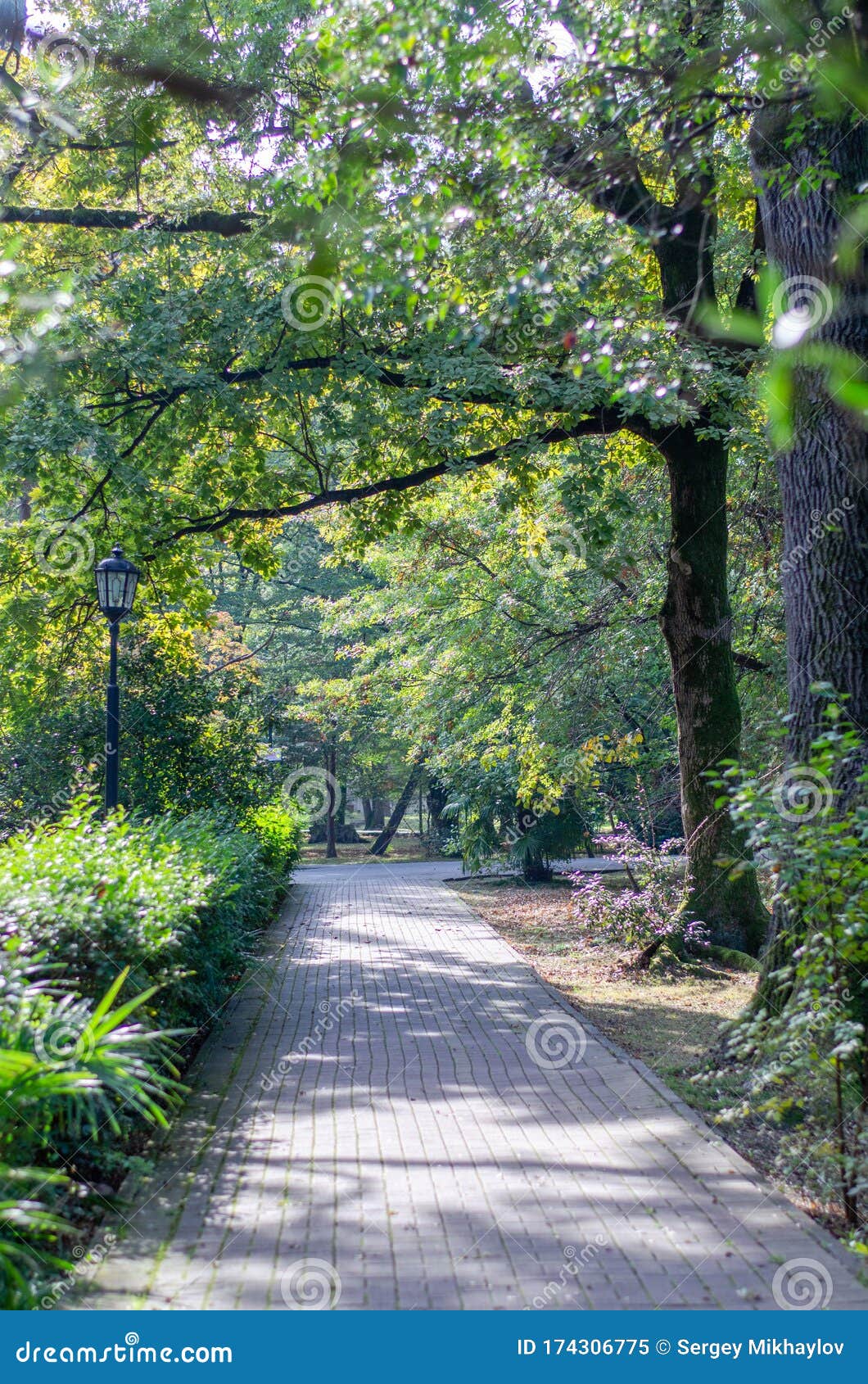 Footpath in the Park. the View is Straight. Vertical Stock Image ...