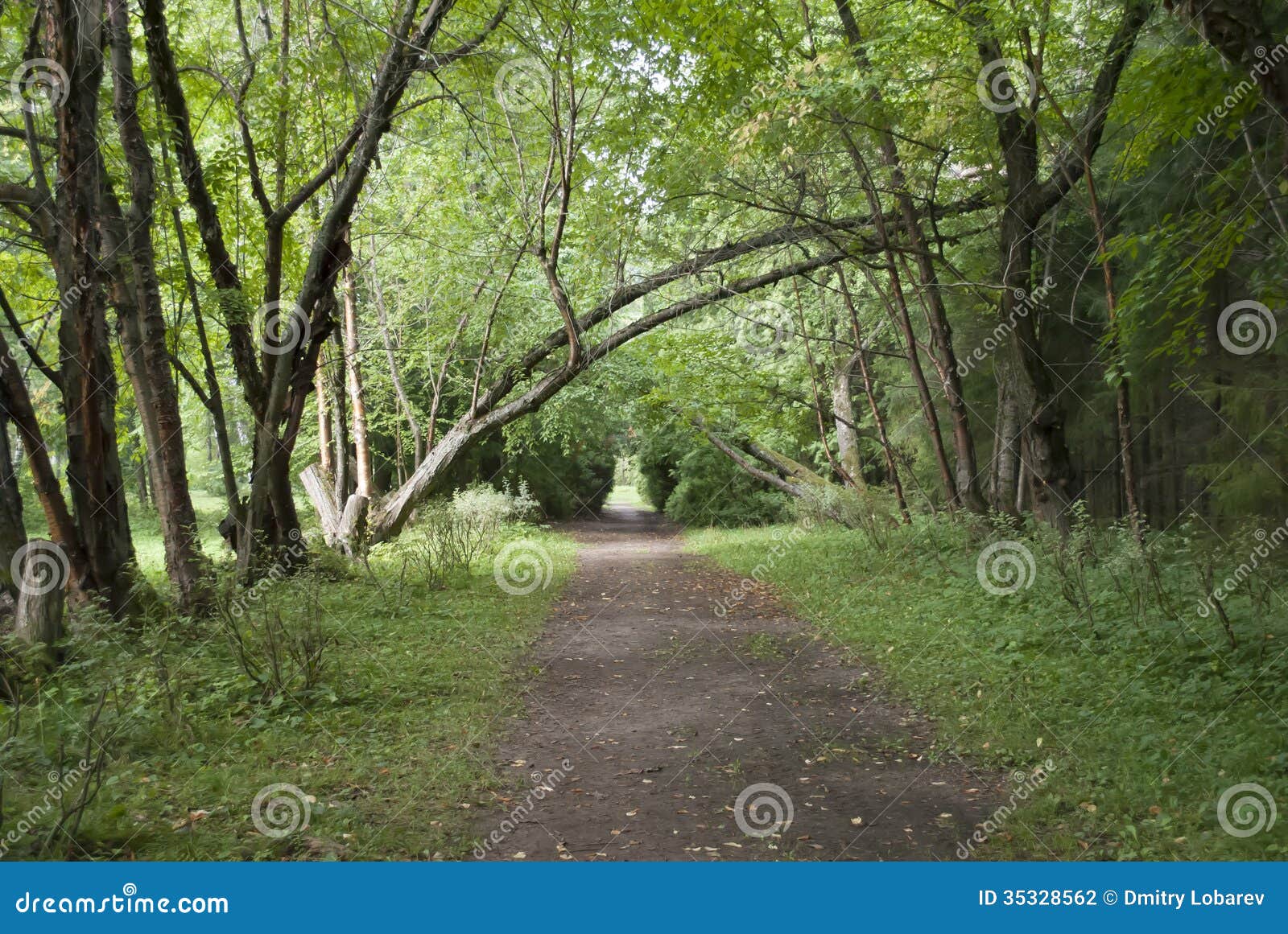 Footpath stock photo. Image of summer, walk, leaves, nature - 35328562