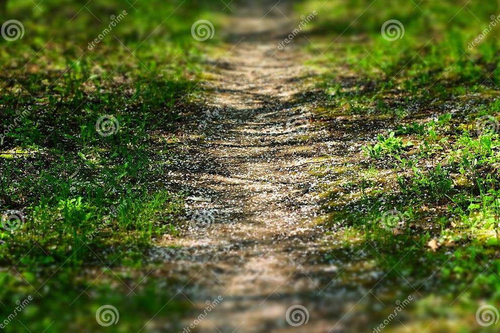 Footpath stock image. Image of petal, spring, grass, blossom - 39956541