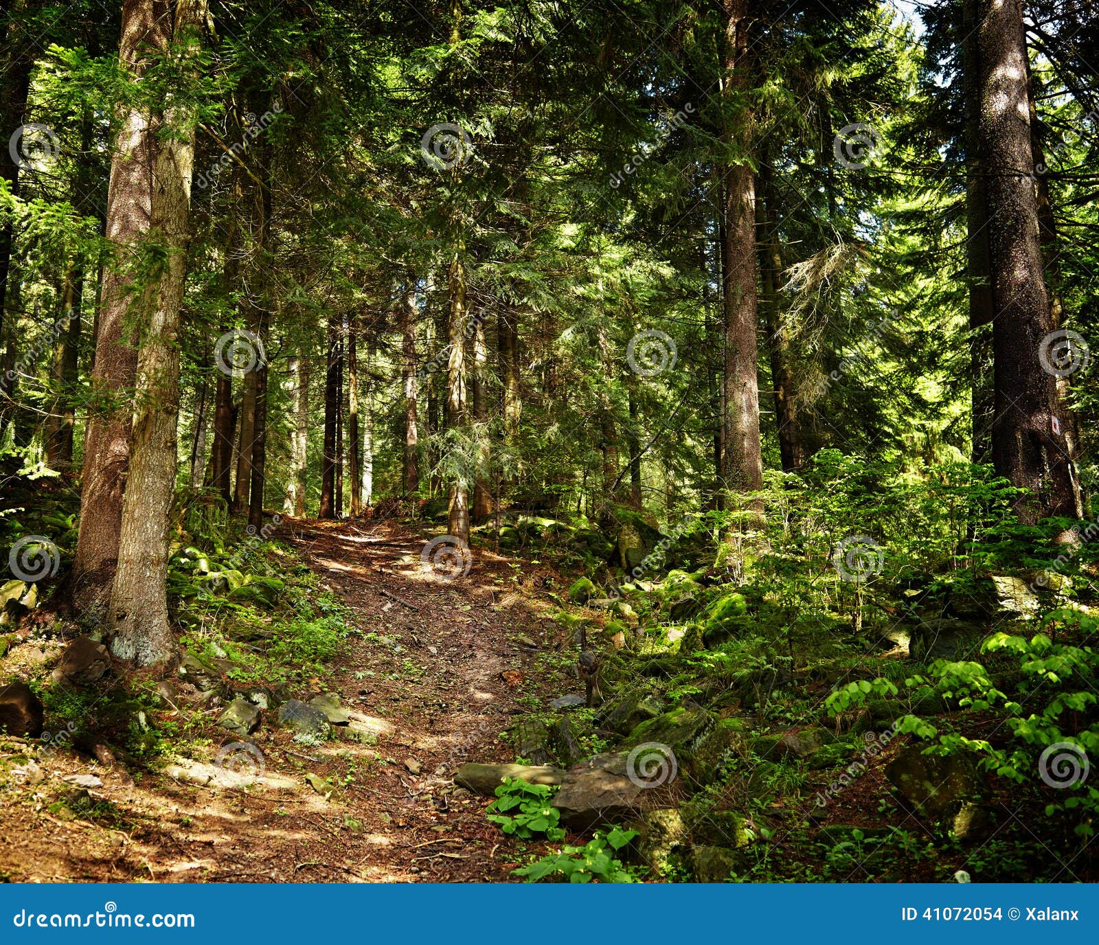 Footpath through a Pine Forest Stock Photo - Image of route, outdoor ...