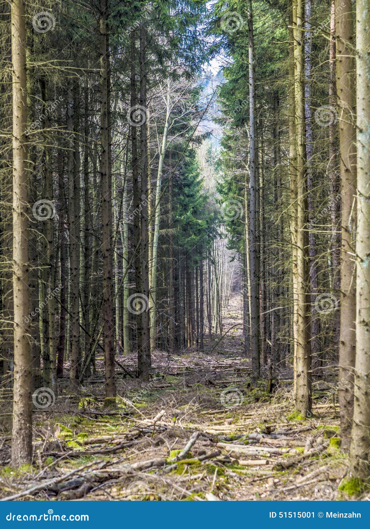 Footpath through a Pine Forest Stock Image - Image of pines ...