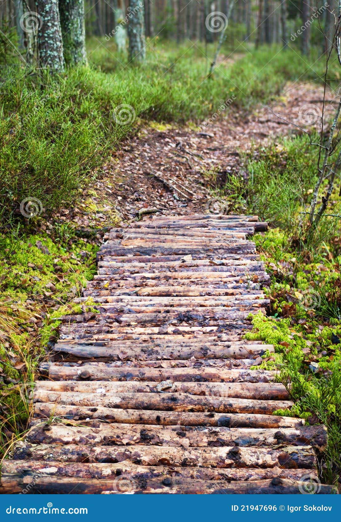 Footpath in pine wood stock photo. Image of hiking, outdoor - 21947696