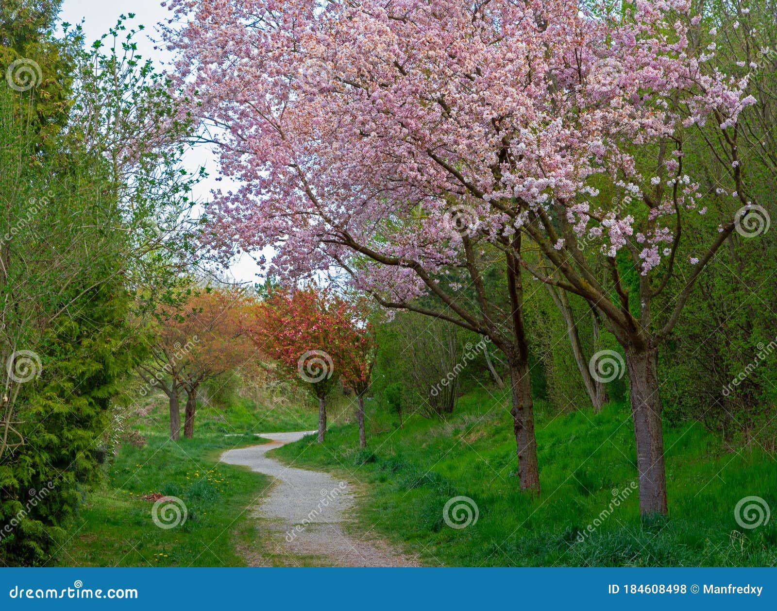 Footpath with Pink Flowering Trees Stock Photo - Image of footpath ...
