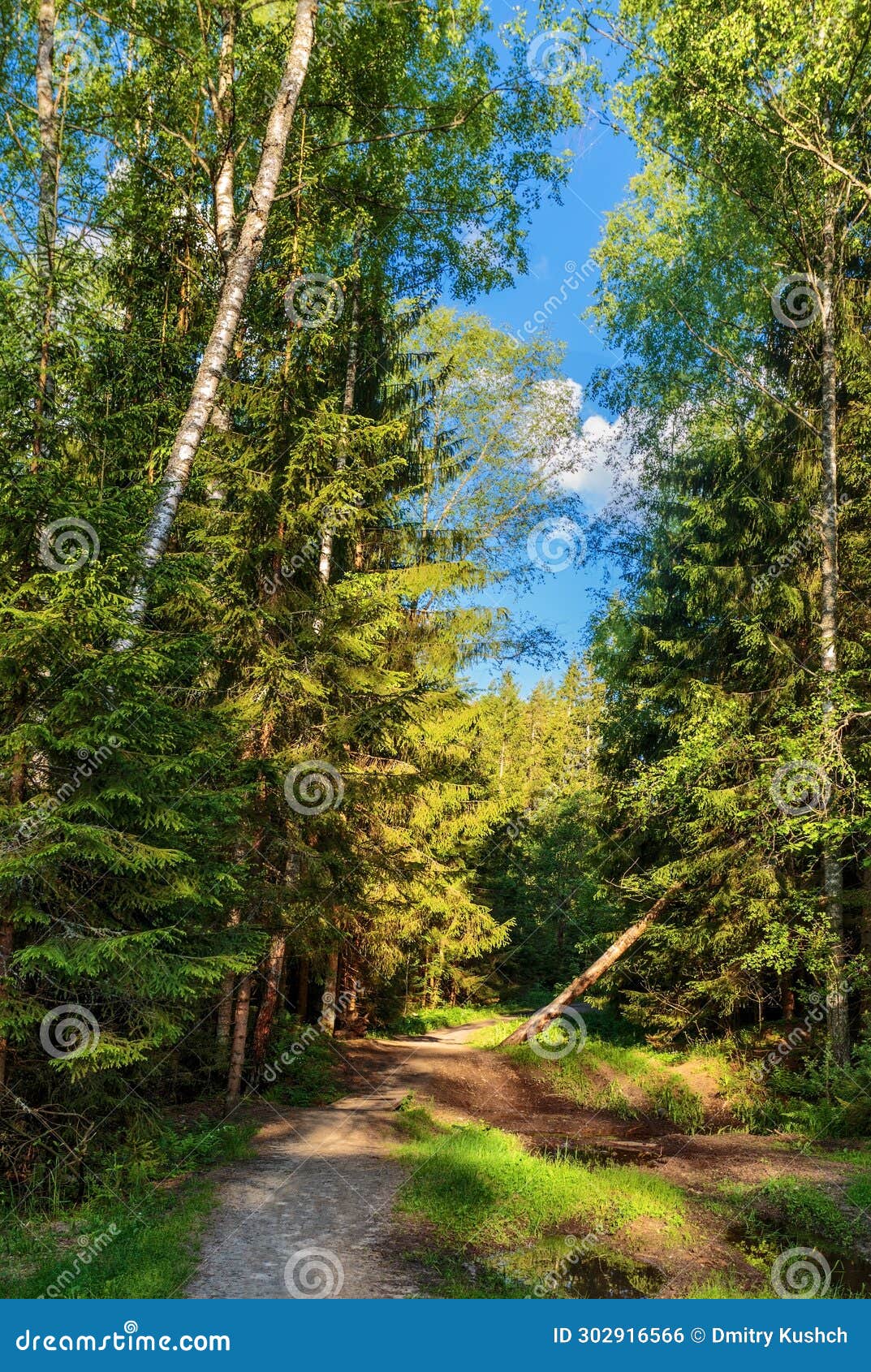 Footpath with Puddle in the Summer Forrest Stock Photo - Image of ...