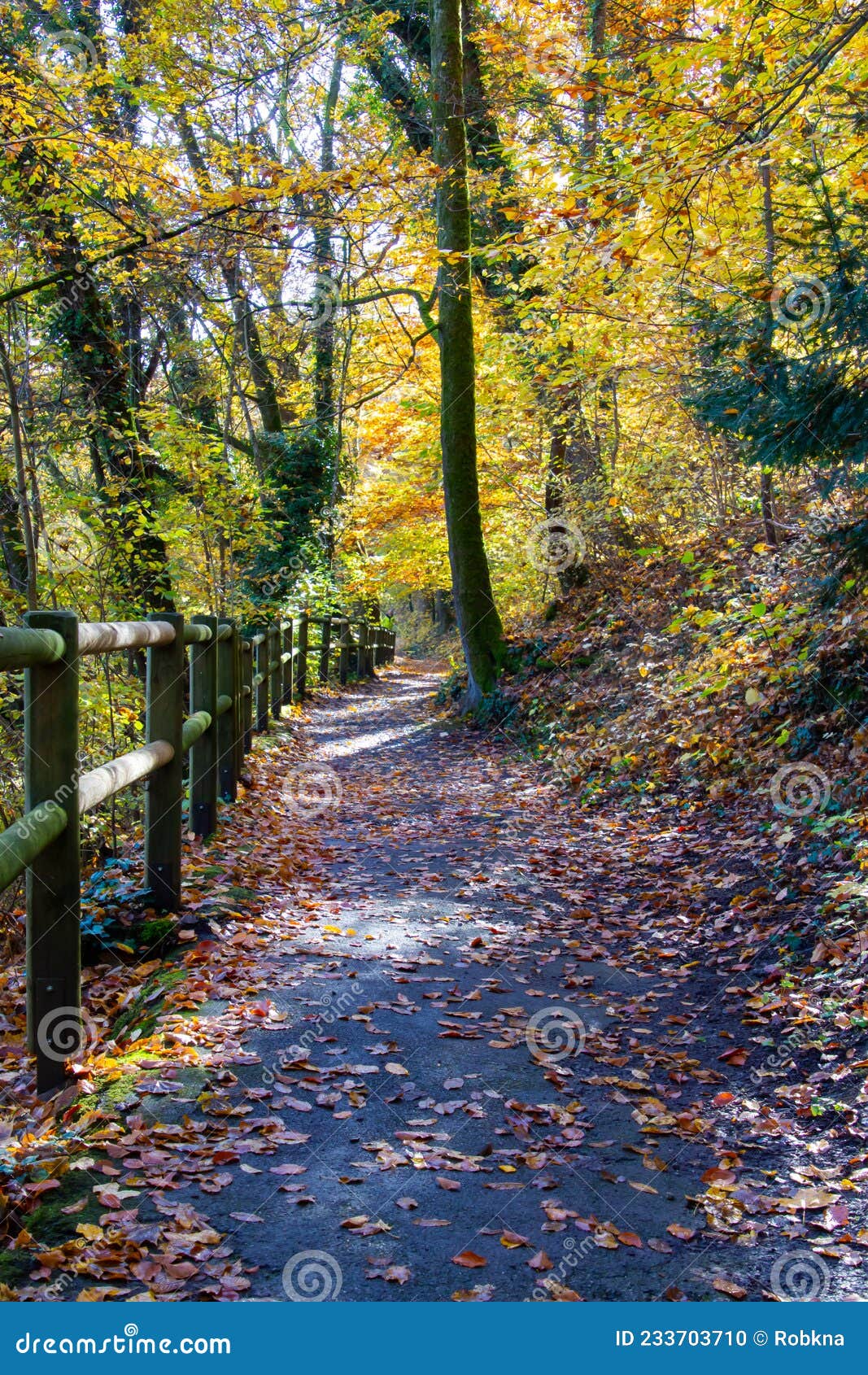 Footpath with Railing in Autumn Forest Stock Photo - Image of wood ...