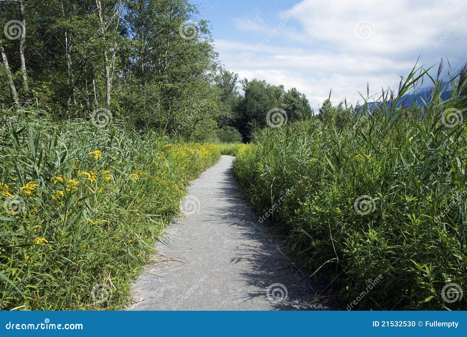 Footpath through a Reed Bed Stock Photo - Image of flower, walkway ...
