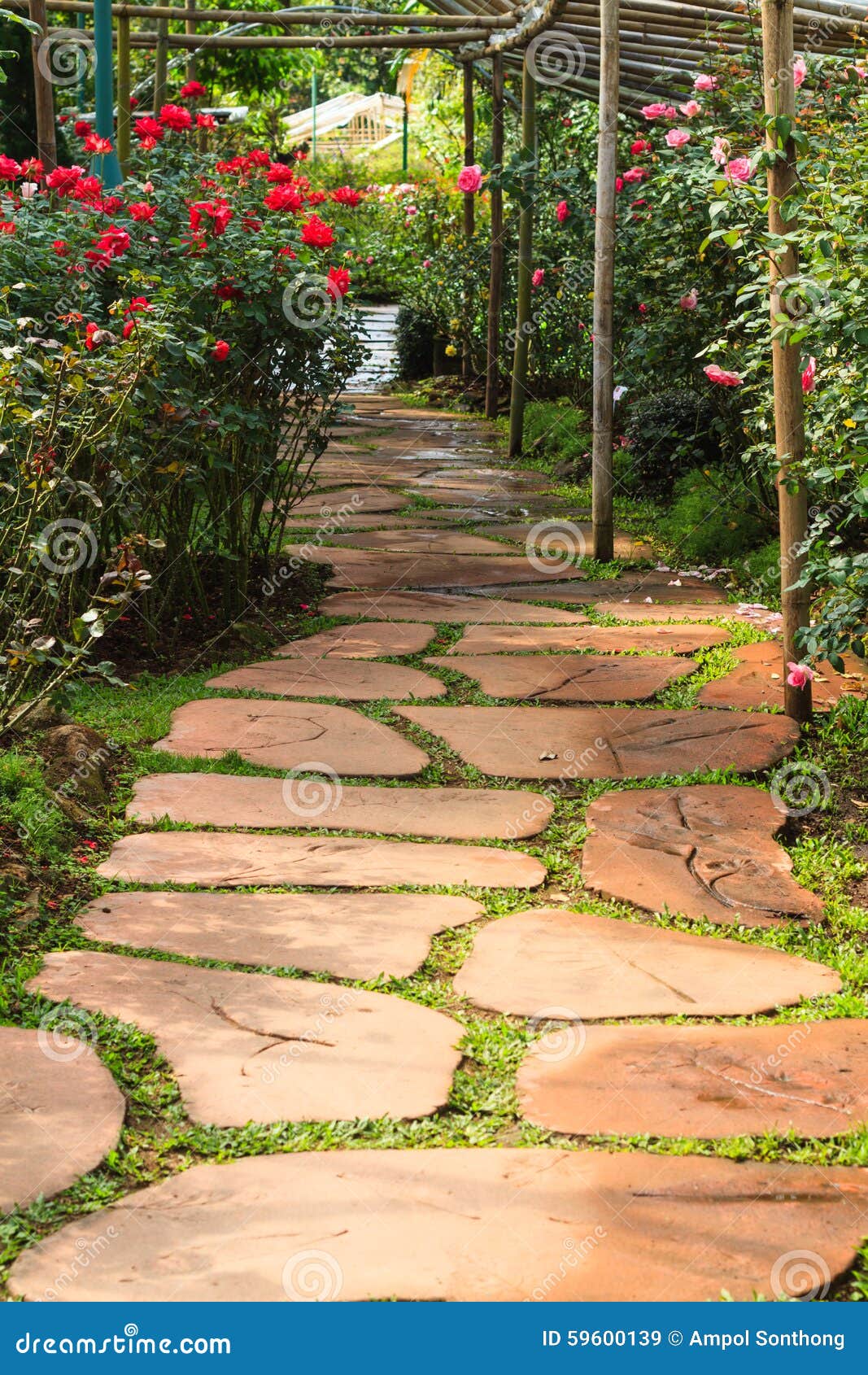 Footpath in rose garden stock image. Image of peaceful - 59600139