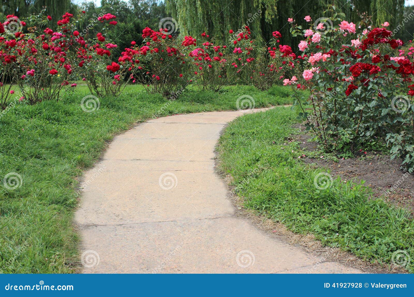 Footpath in roses garden stock photo. Image of grass - 41927928