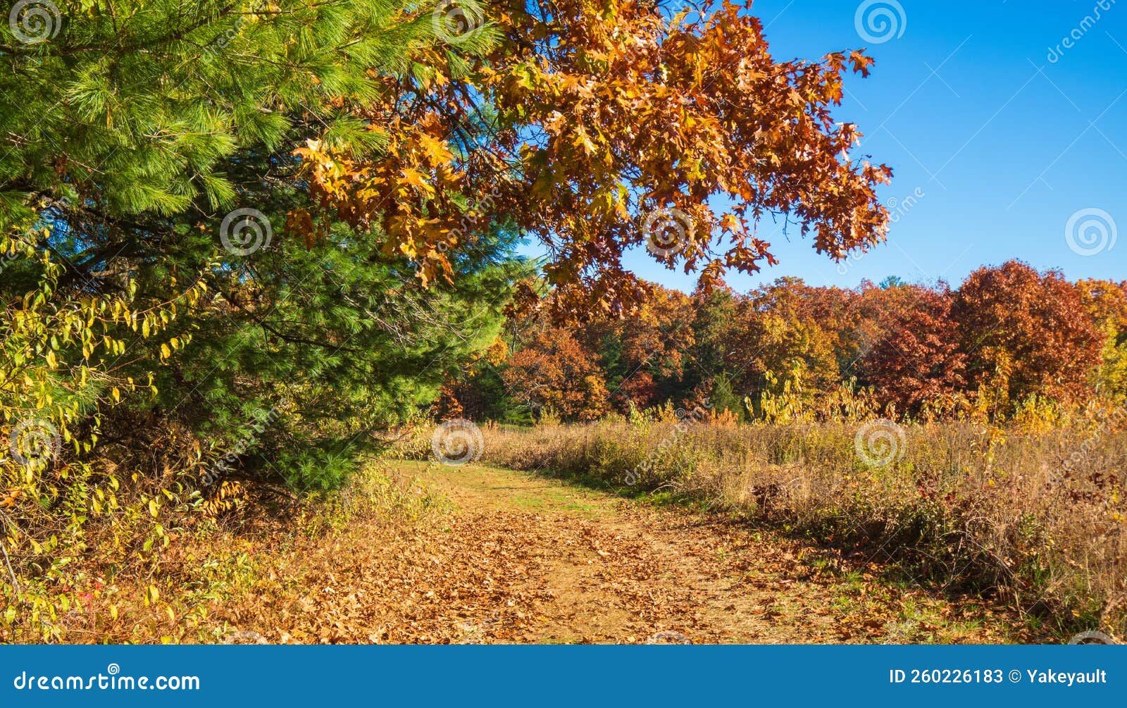Path under an oak tree stock image. Image of northwest - 260226183