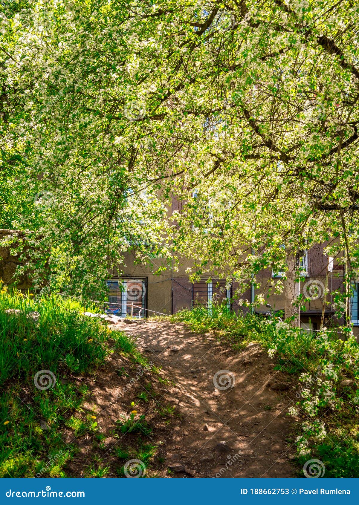 Footpath in the Shade Under a Flowering Wild Cherry Tree Stock Image ...