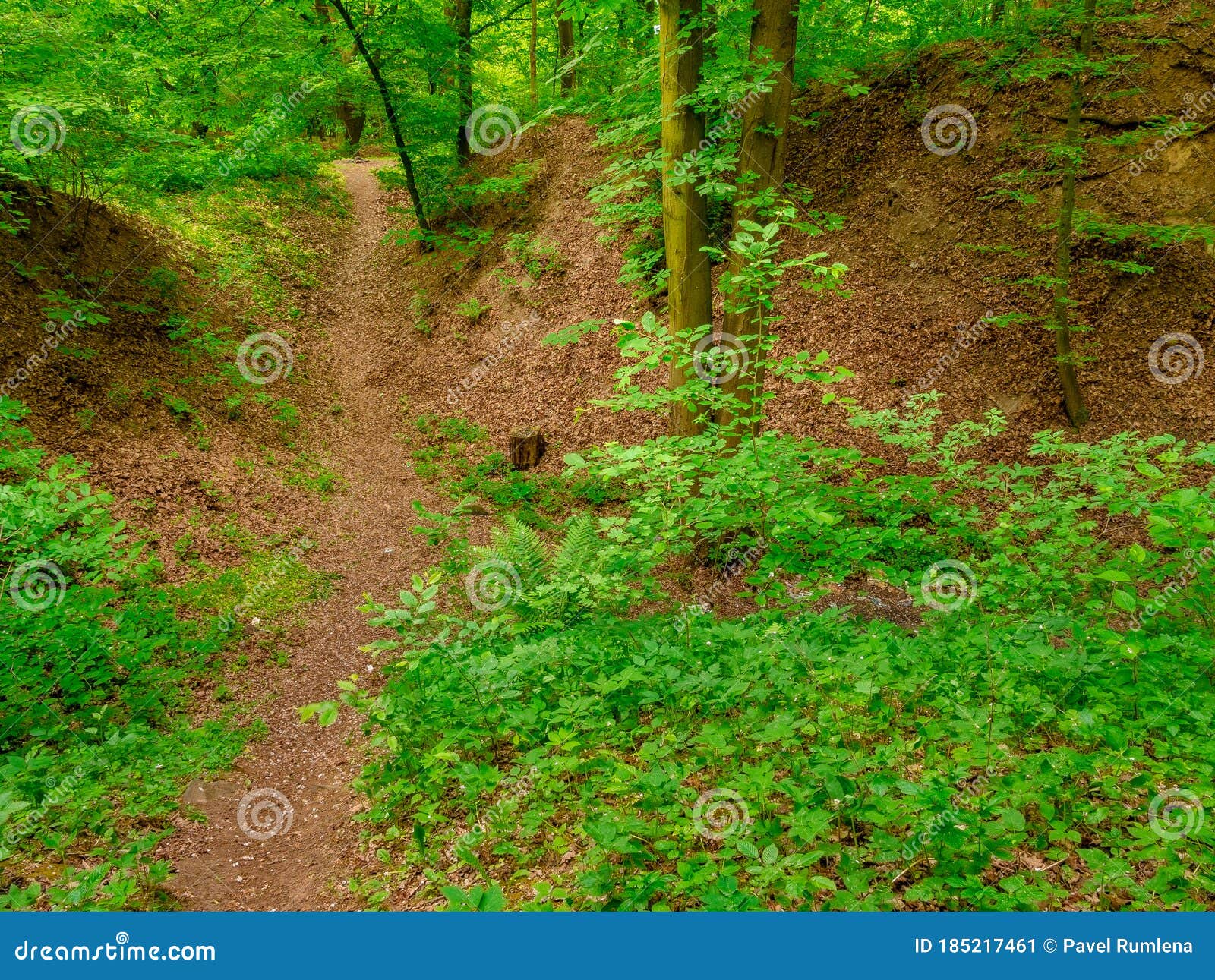 Footpath in a Small Forest Ravine Stock Image - Image of fairy, hiking ...
