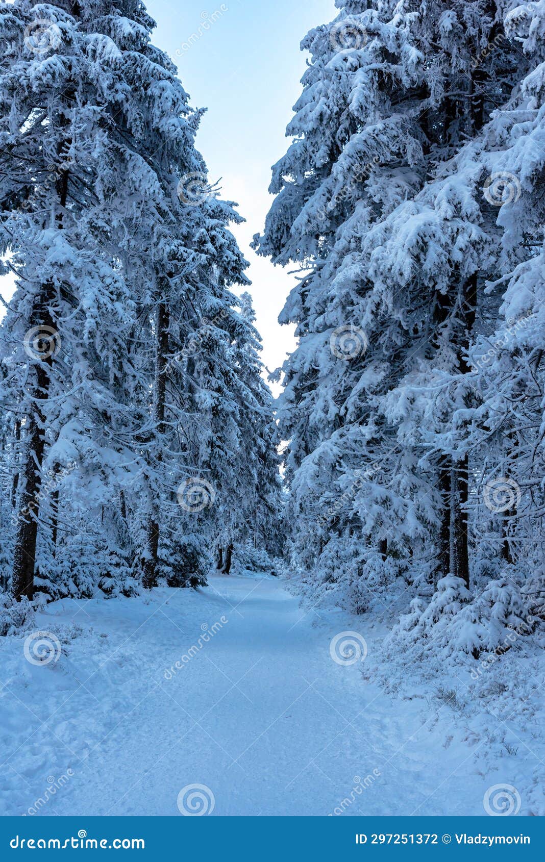 Footpath in Snow Covered Forest in the Mountains Stock Photo - Image of ...