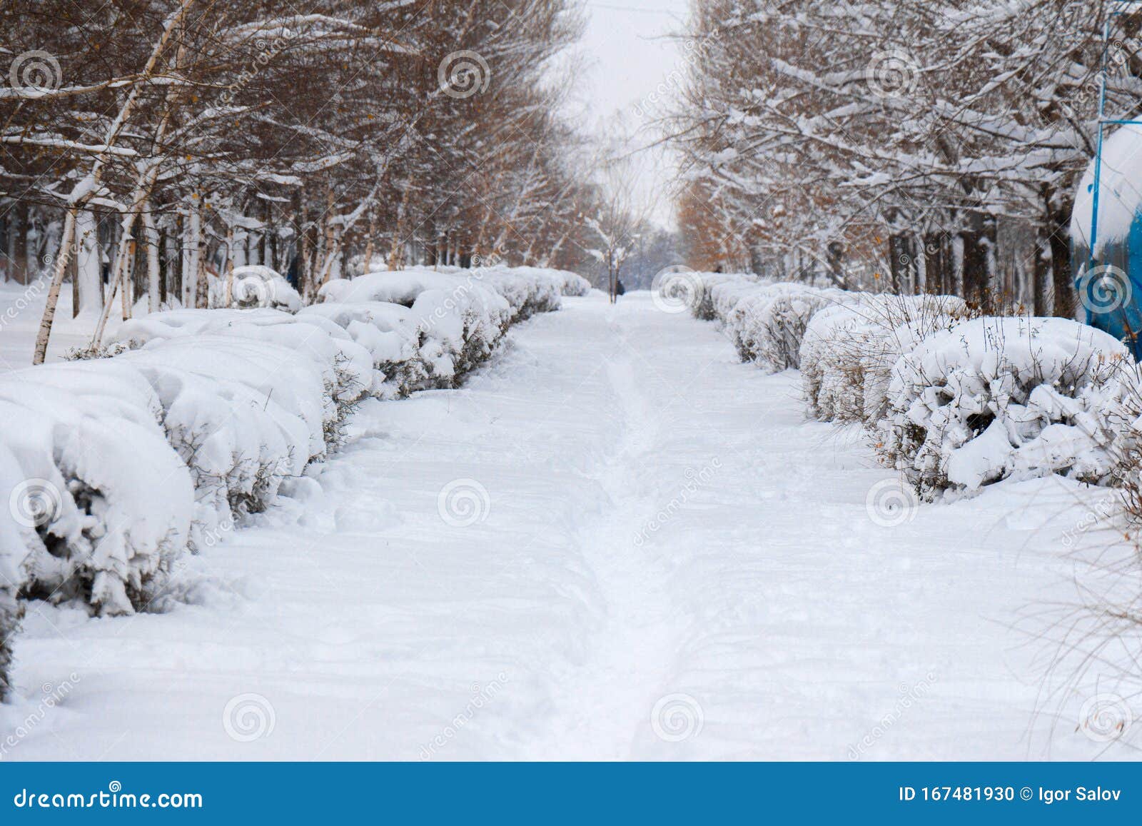 Footpath in the Snow-white Snow of the City Park Stock Photo - Image of ...