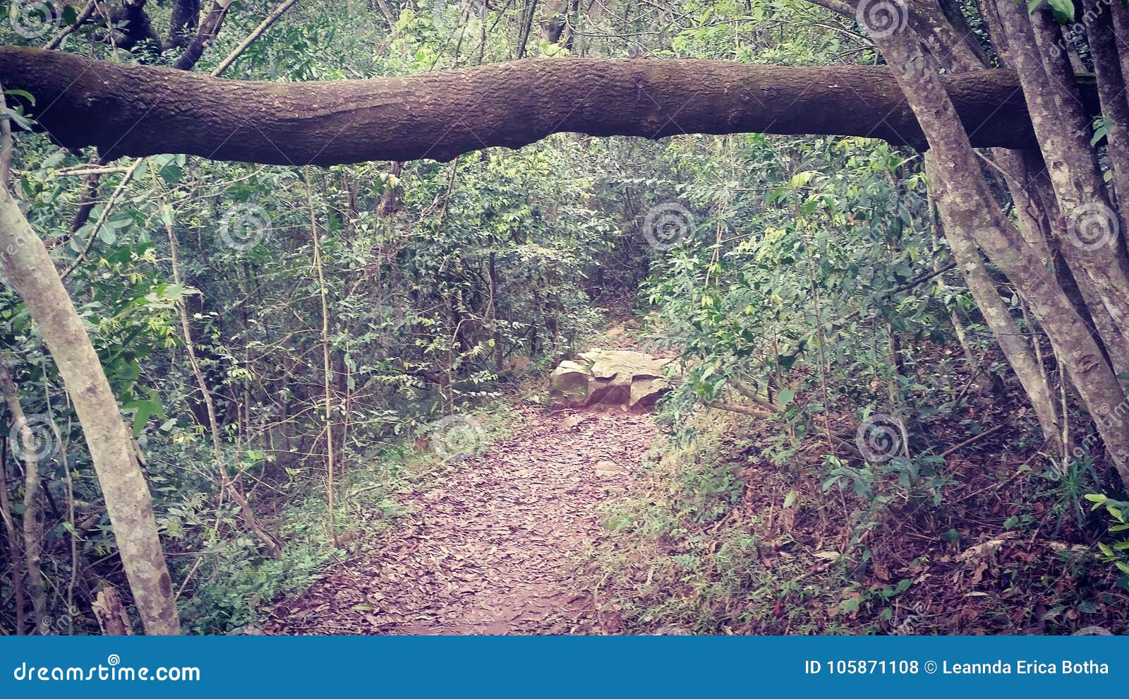 Pathway through the jungle stock photo. Image of footpath - 105871108