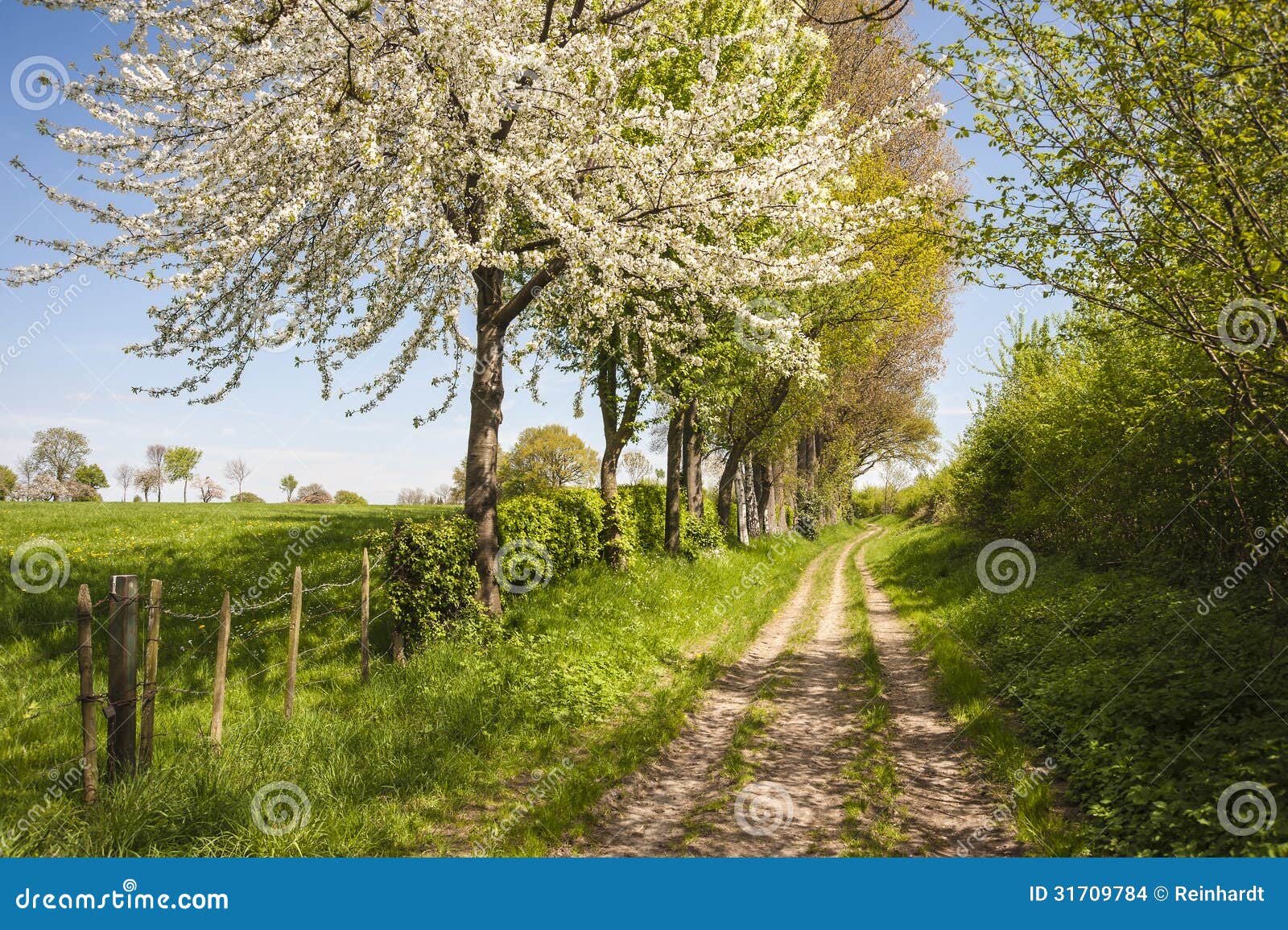 Footpath at springtime stock photo. Image of rural, landscape - 31709784