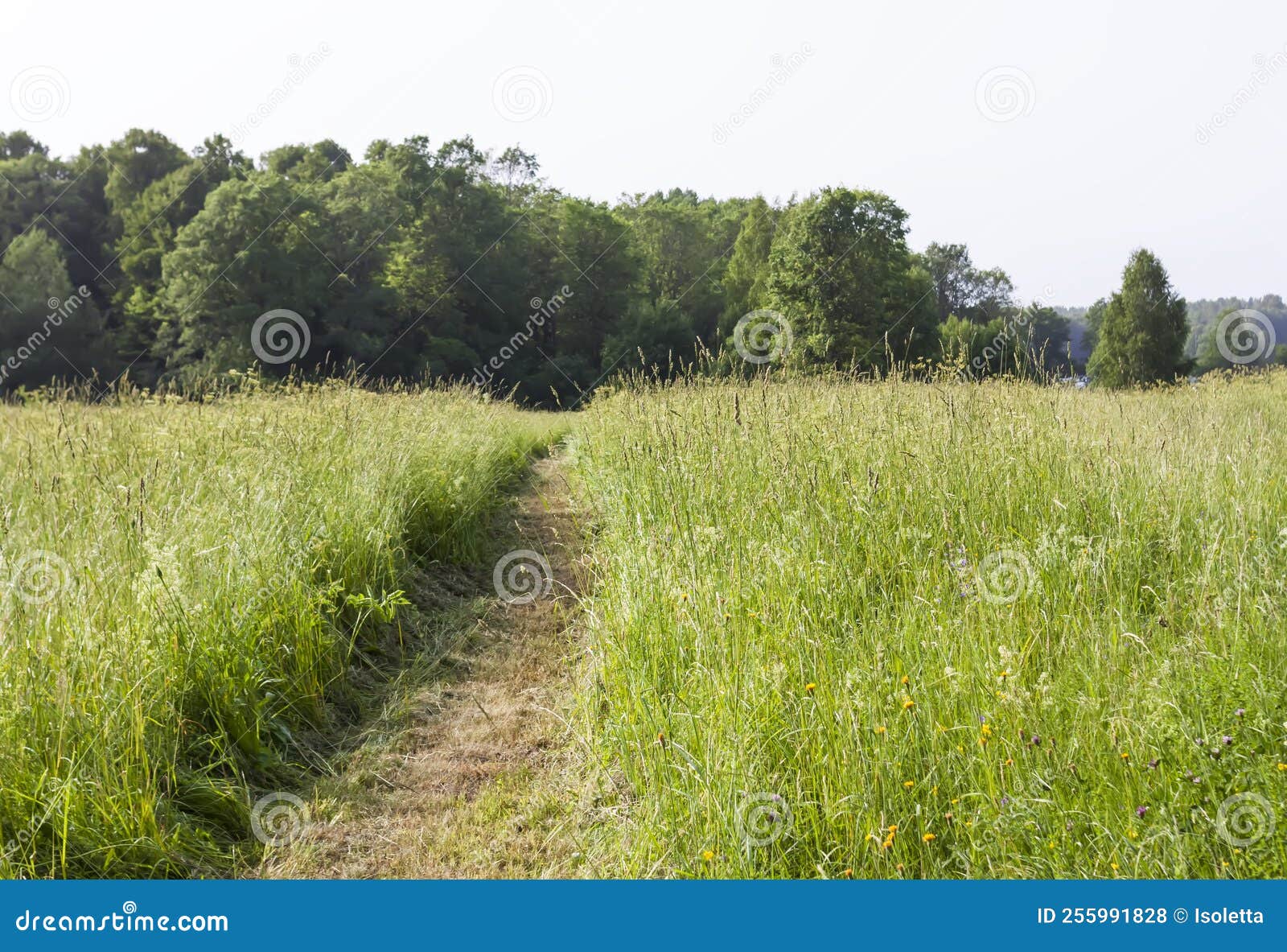 Footpath on summer field stock photo. Image of walk - 255991828