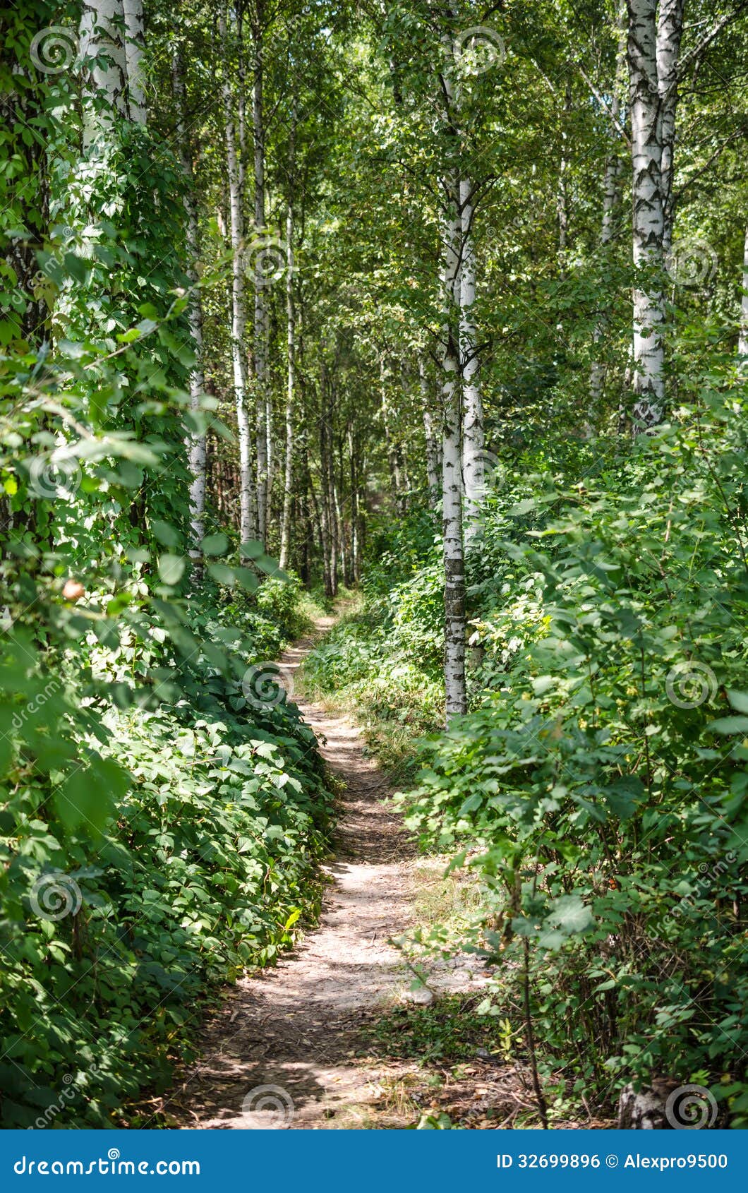 Footpath stock photo. Image of meandering, park, foliage - 32699896