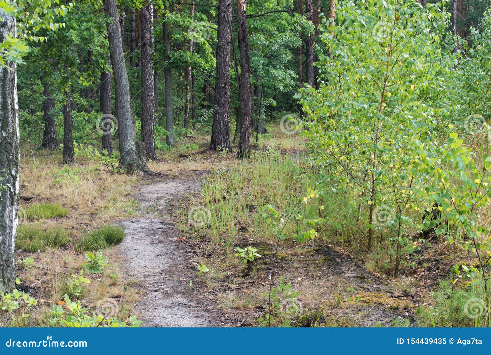 Footpath in summer forest stock image. Image of empty - 154439435