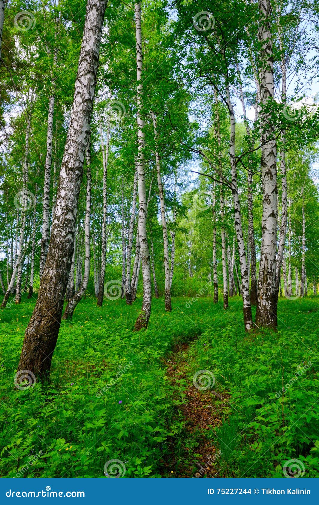 Footpath in Summer Forest in an Unknown Distance Stock Photo - Image of ...