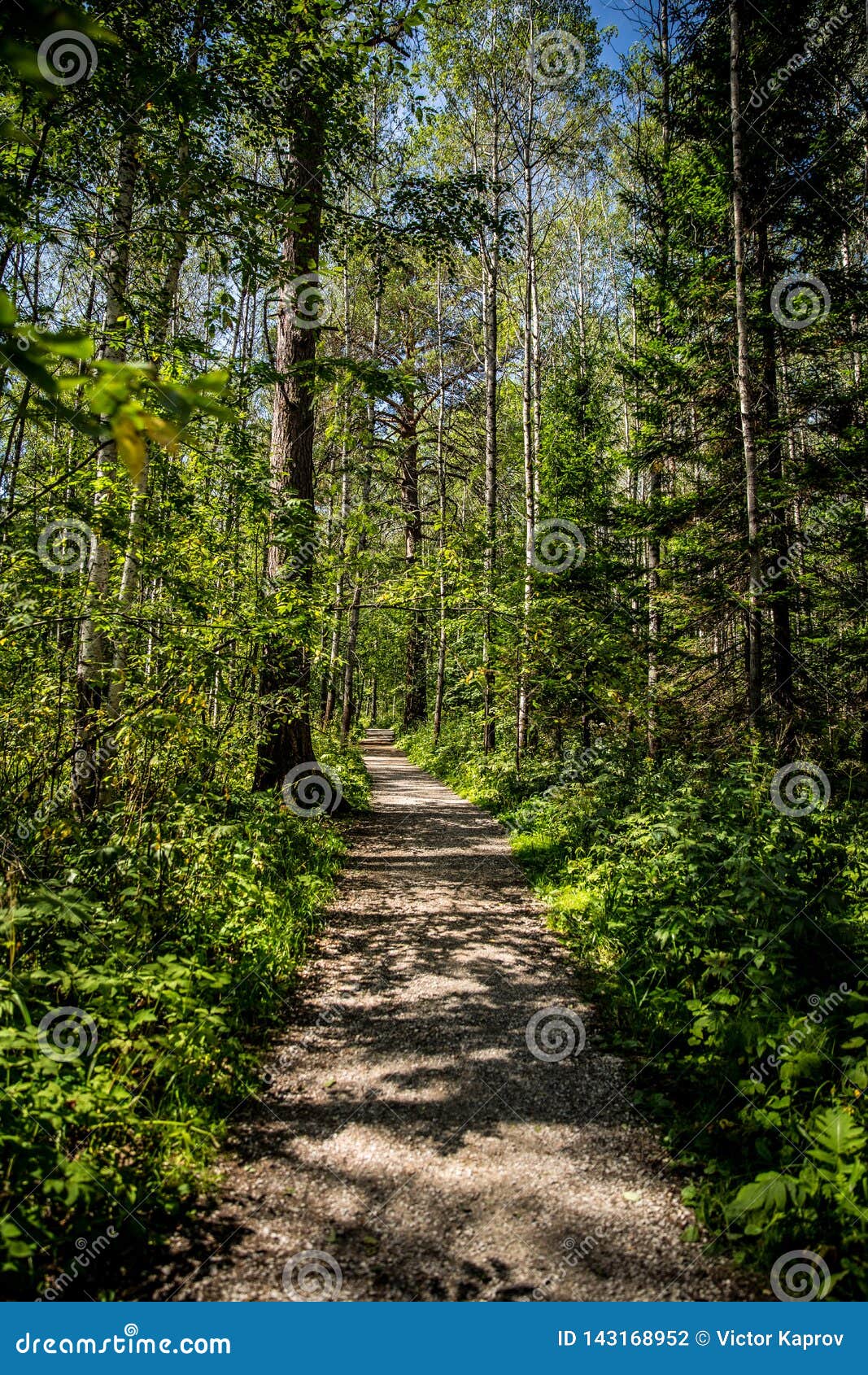 Footpath in the Summer Forest. Vertical Frame. Stock Photo - Image of ...