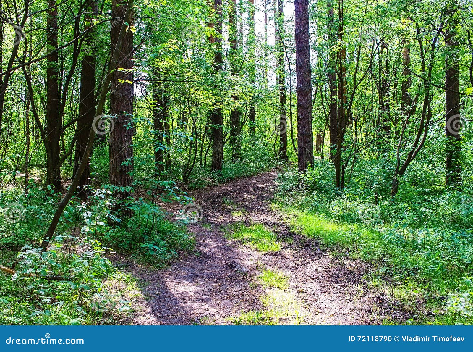 Footpath in a Summer Sunny Forest, Beautiful Landscape Stock Photo ...