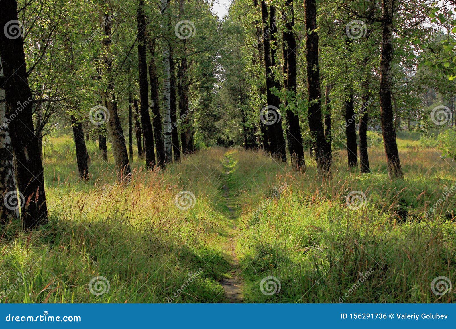 The Footpath among the Tall Grasses and Trees Stock Photo - Image of ...