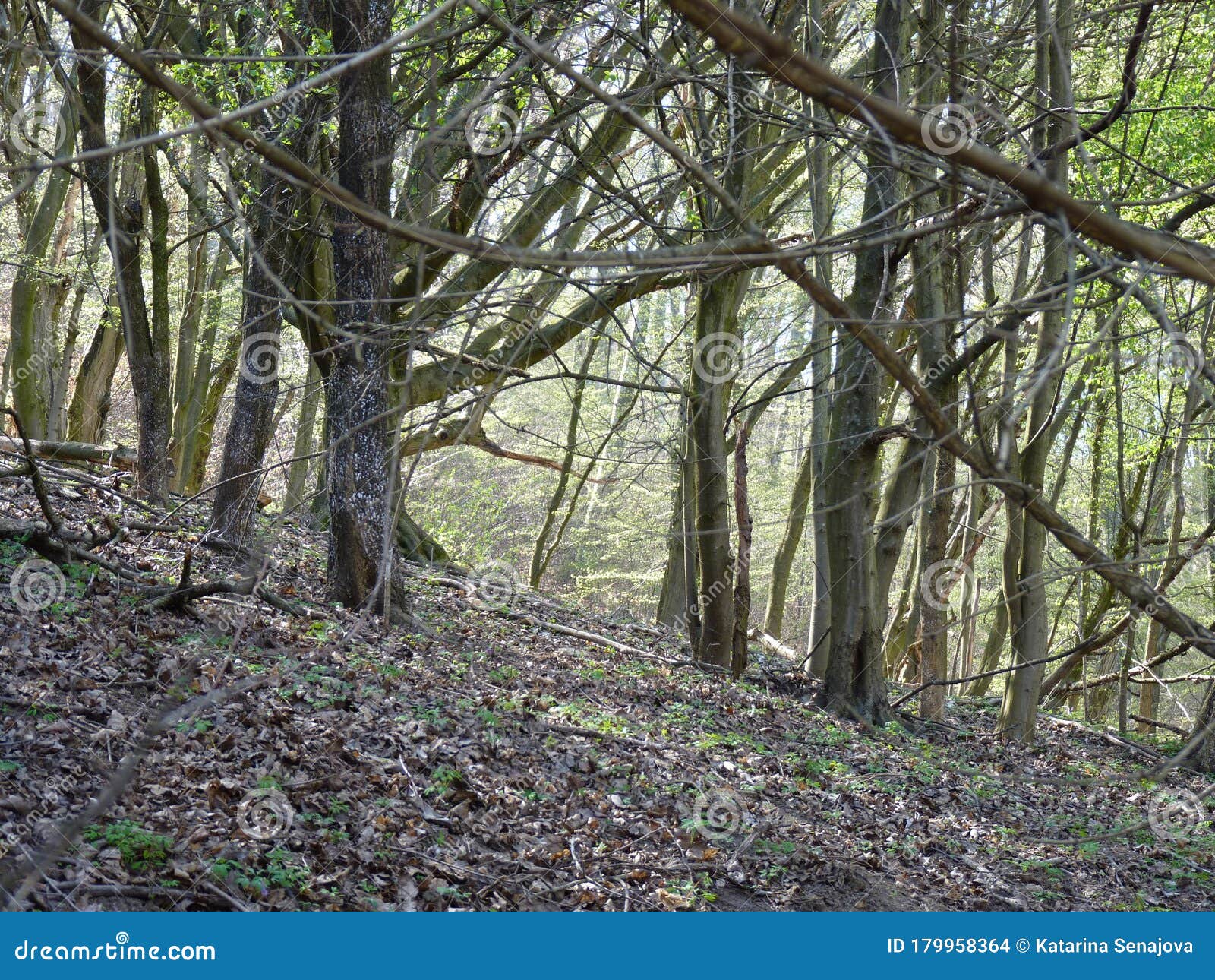 Footpath in Temperate Deciduous Forest in Mountains in the Spring Stock ...